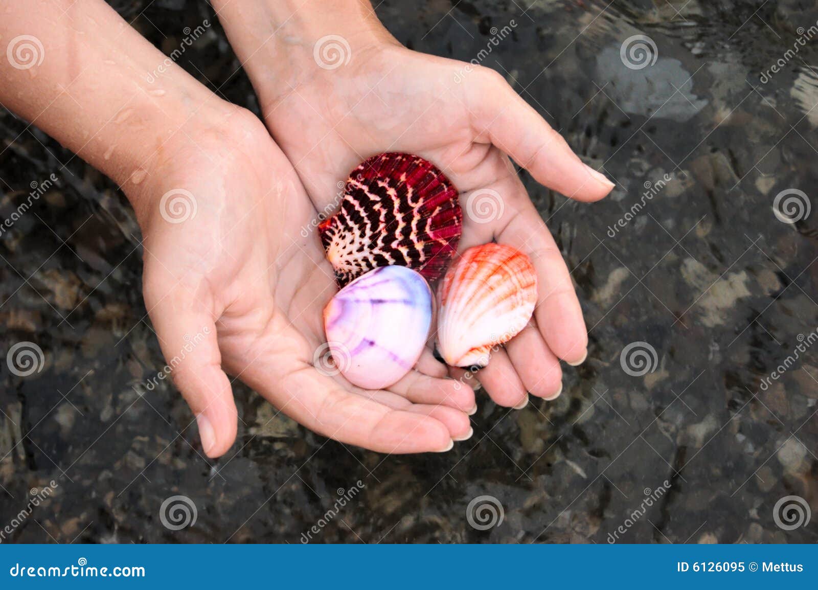 Shell In Hands Picture. Image: 6126095