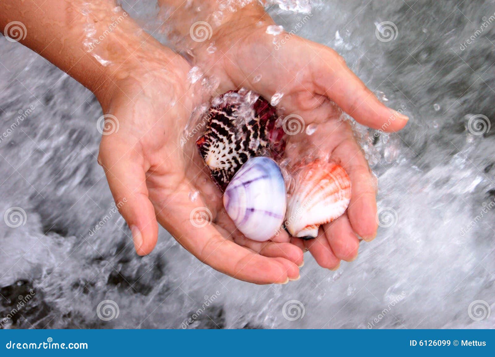 Shell in hands stock image. Image of girl, crustacean - 6126099