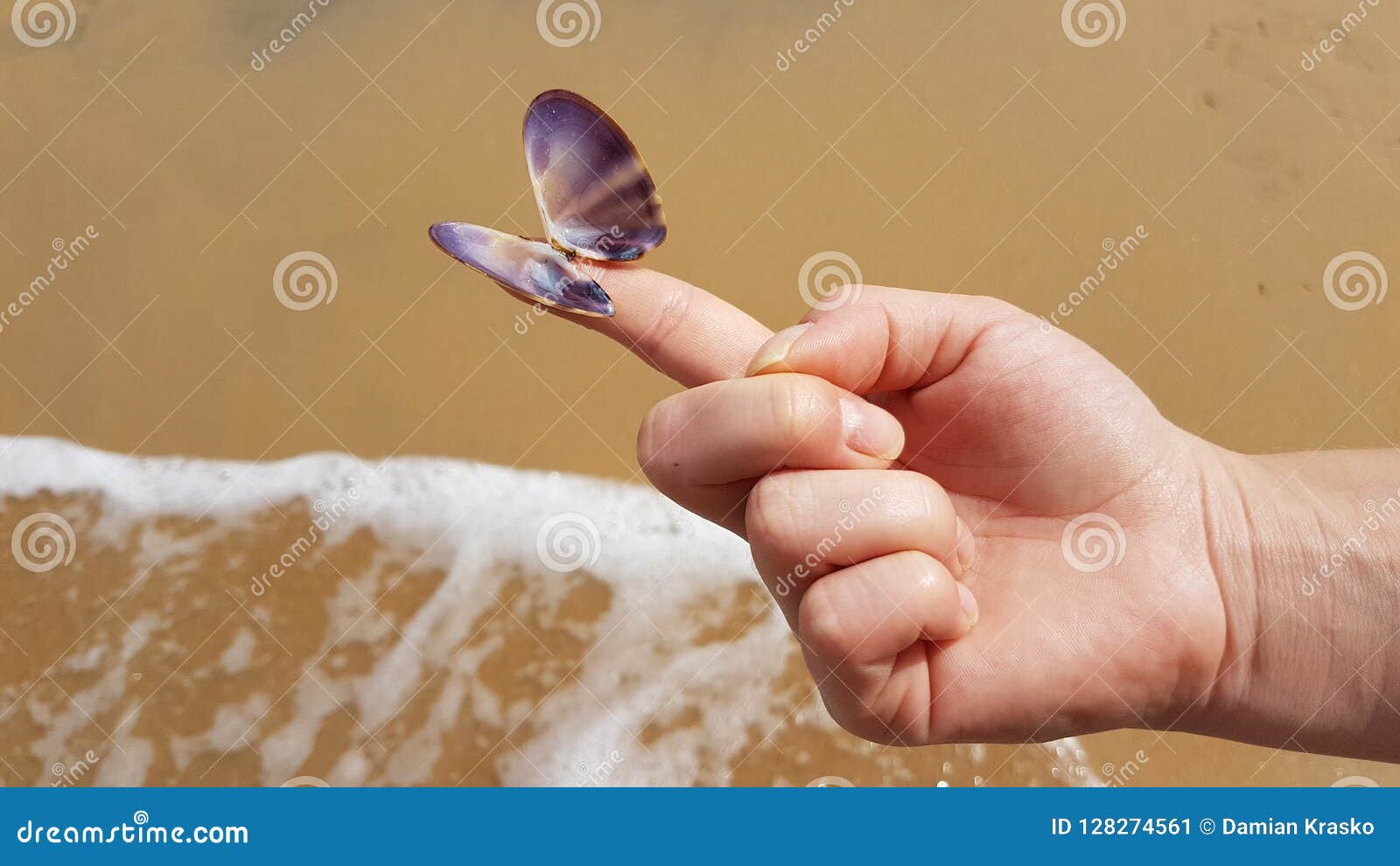 Shell in the Hands on a Finger - Srilankan Seashell Stock Image - Image ...