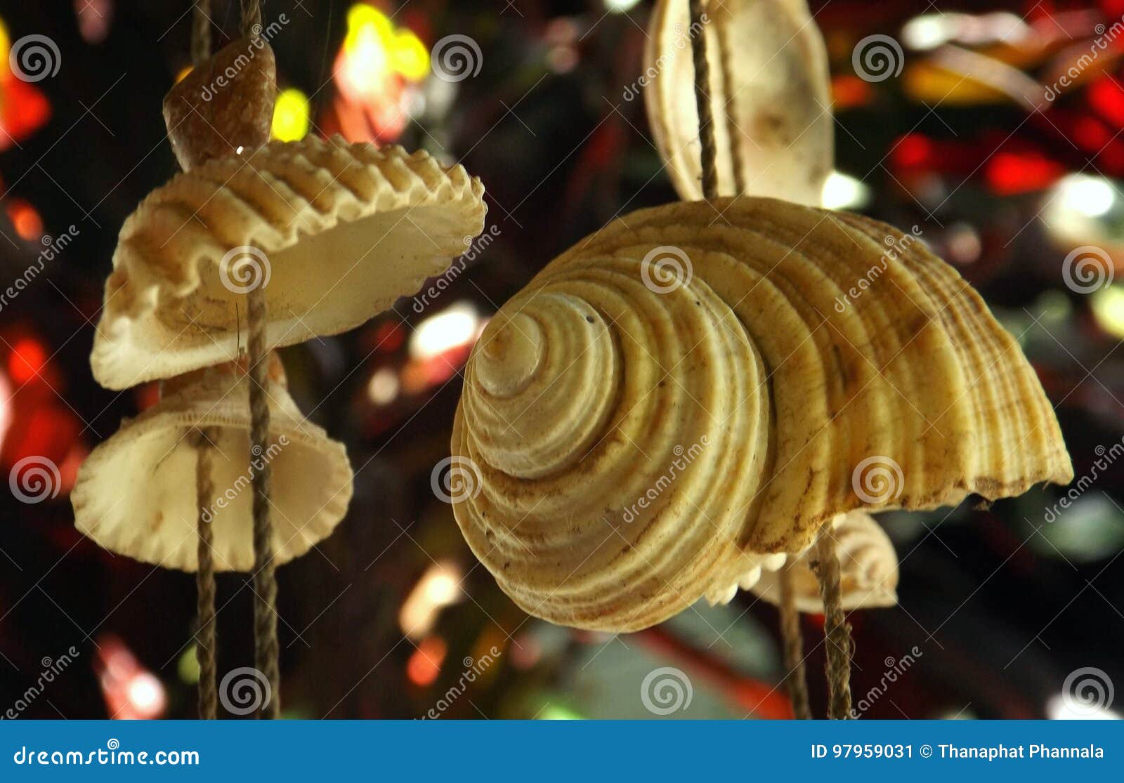 Shell stock image. Image of nature, bunch, shell, hanging - 97959031