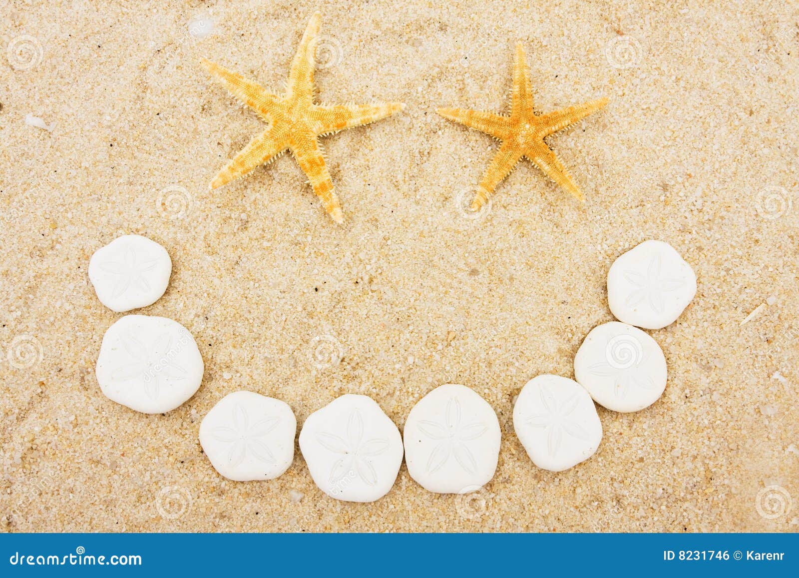 Shell Happy Face stock photo. Image of dollar, warm, animal - 8231746