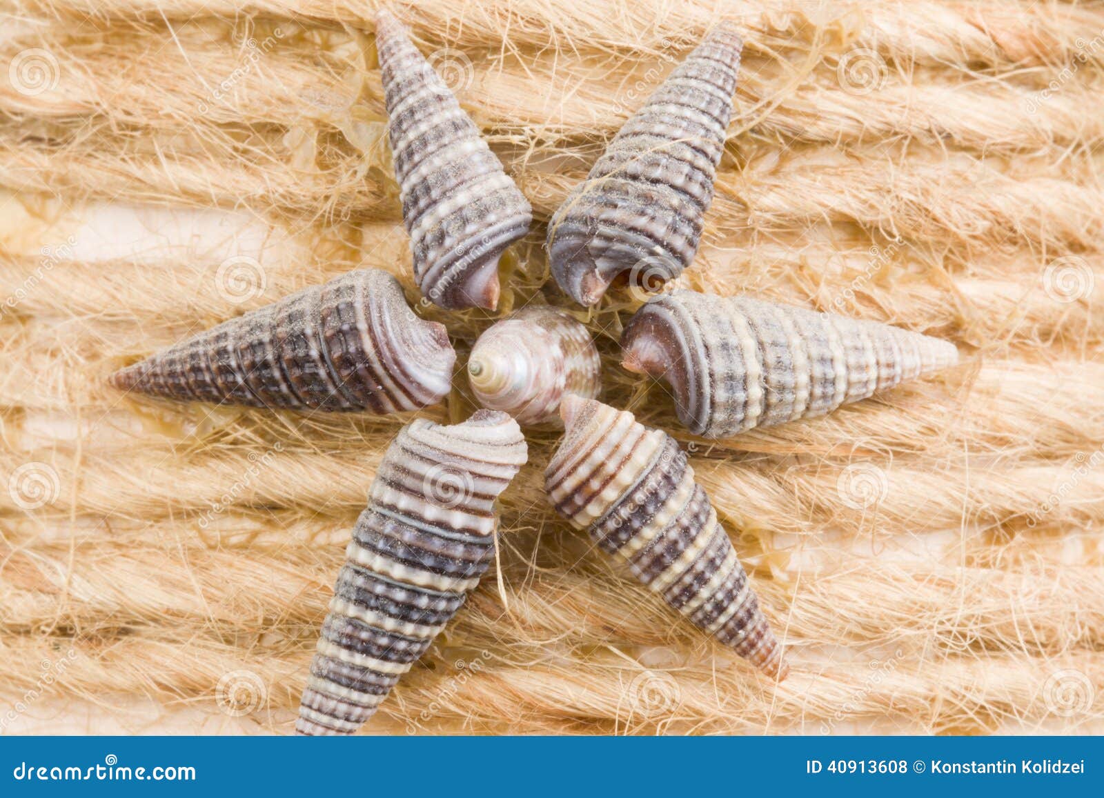 Shell. stock photo. Image of shellfish, people, water - 40913608