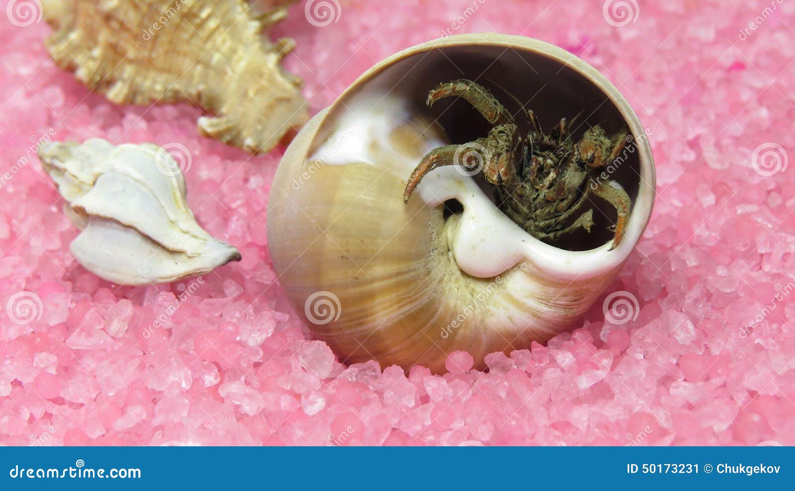 Shell with the hermit crab stock image. Image of pink - 50173231