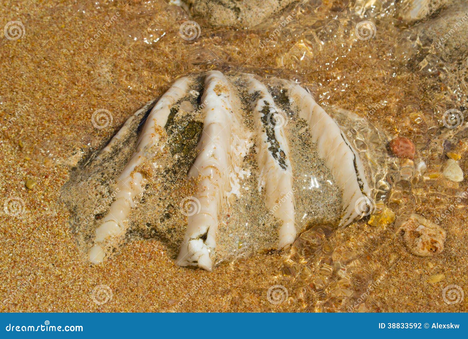 Shell stock photo. Image of shell, cool, surf, azure - 38833592
