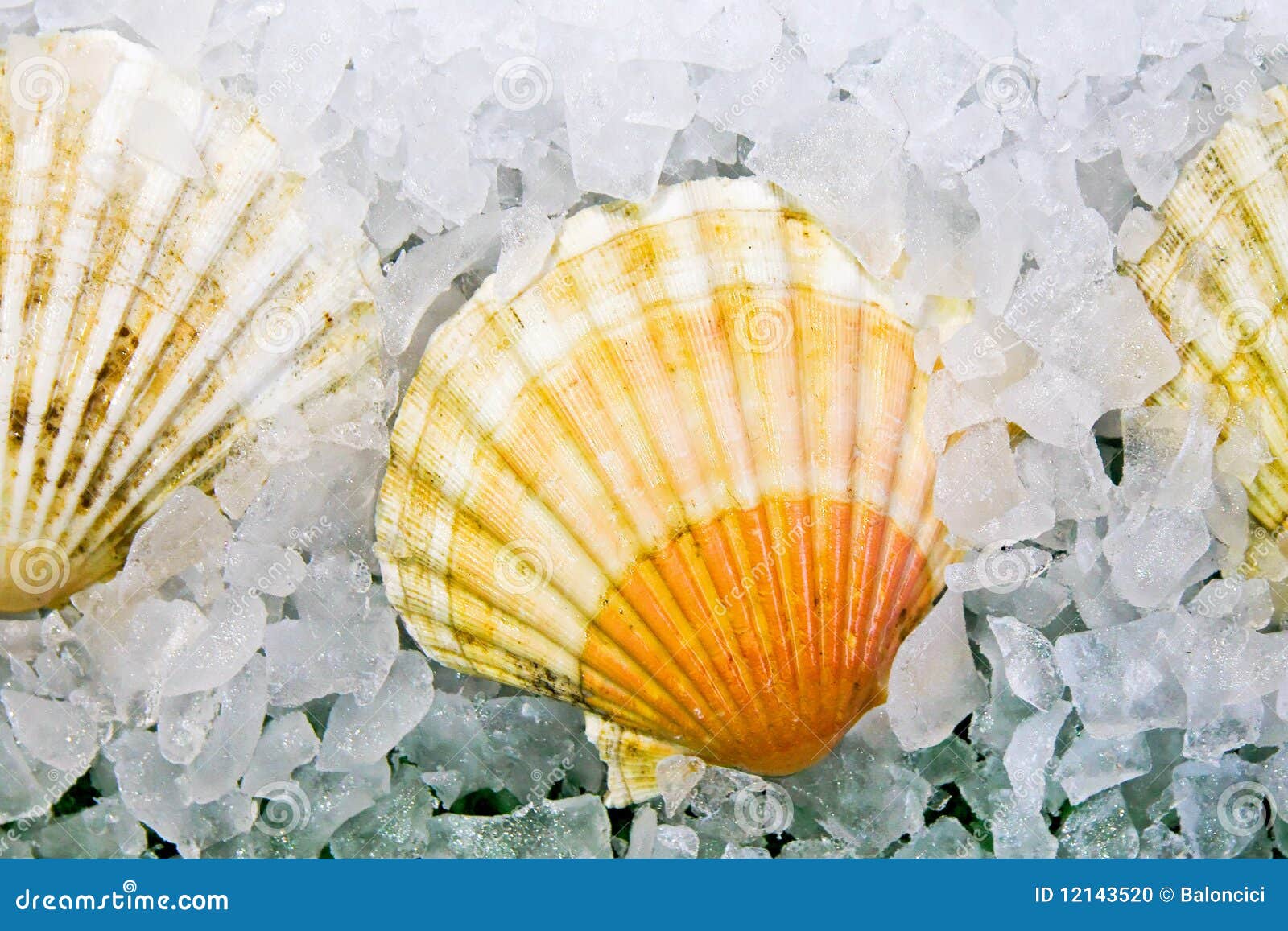 Shell on ice stock photo. Image of shellfish, shells - 12143520
