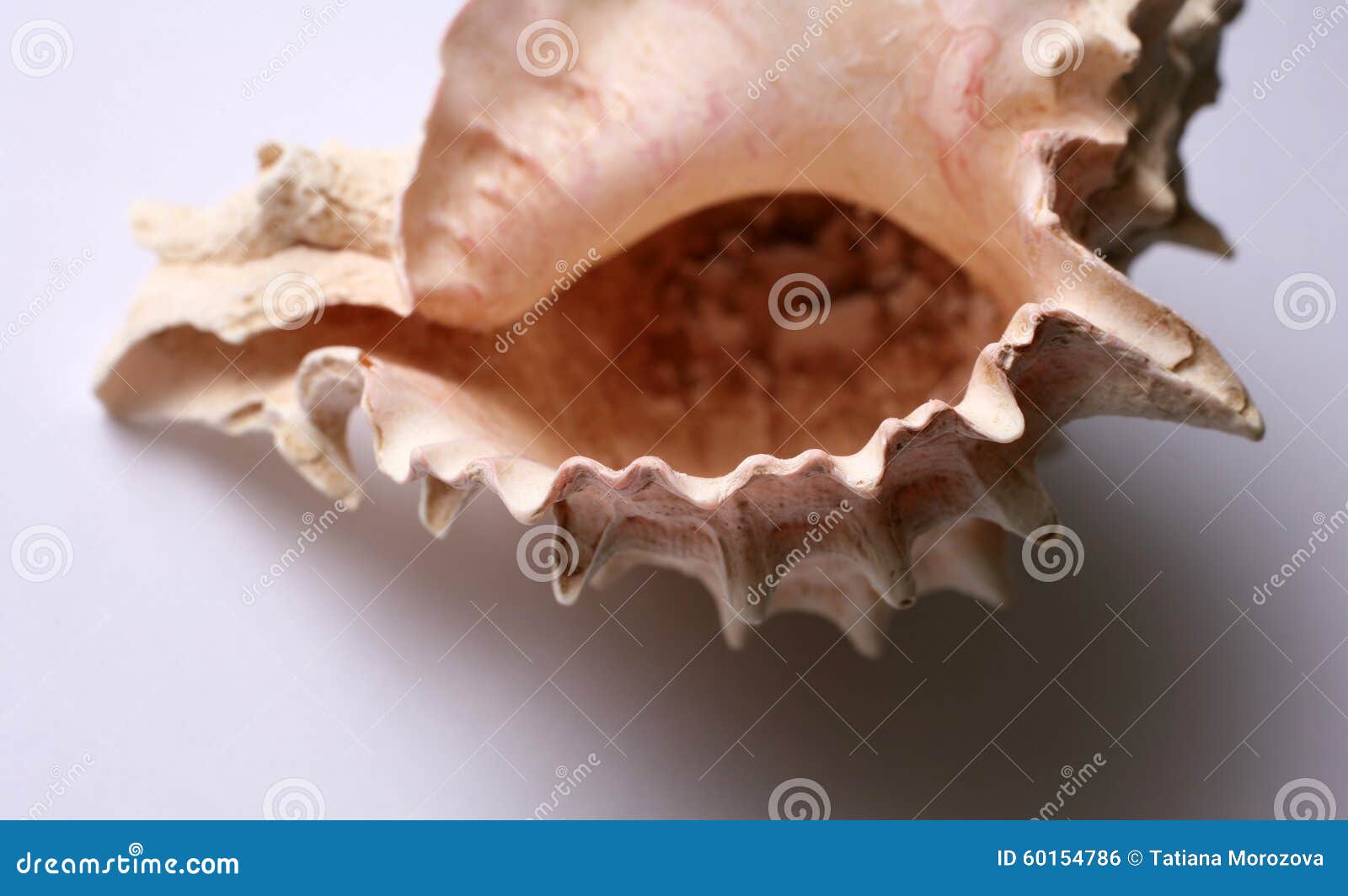 Shell stock photo. Image of white, aquatic, shore, collection - 60154786