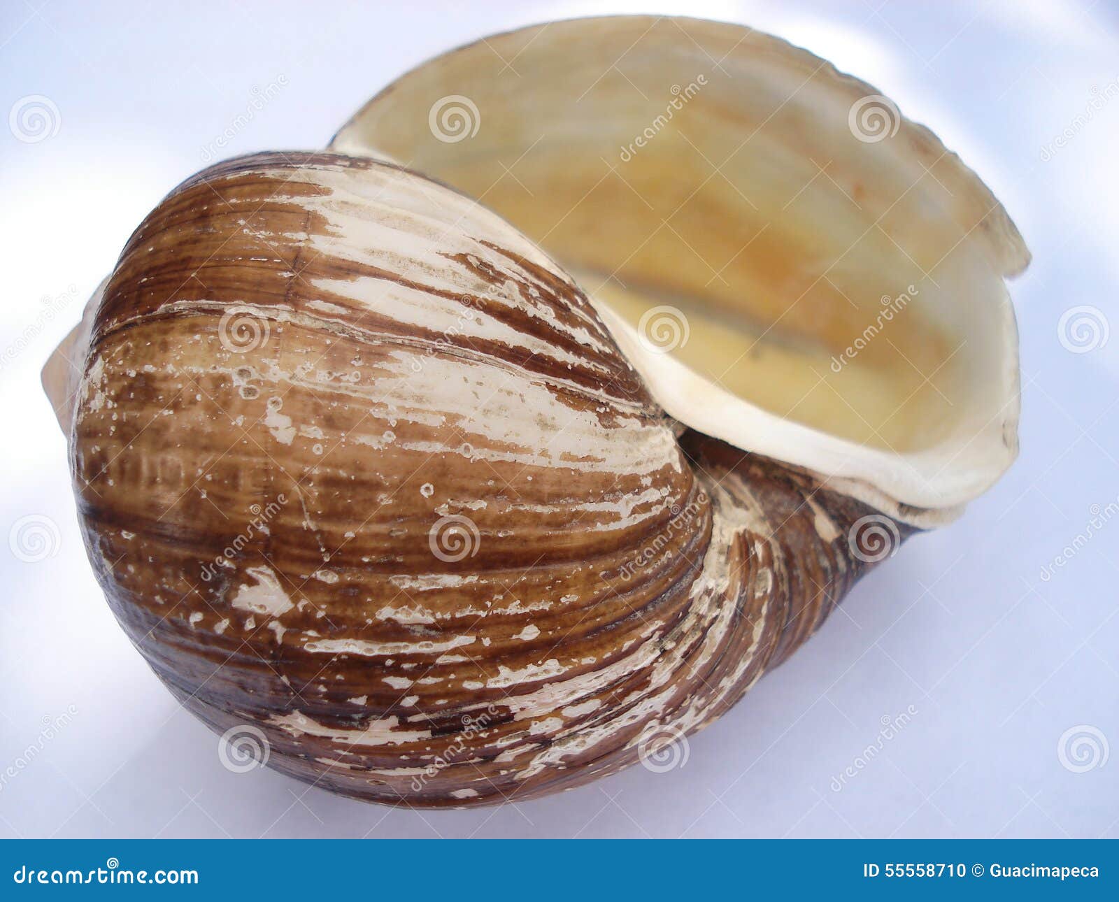 Shell (2) stock photo. Image of shellfish, marine, deep - 55558710