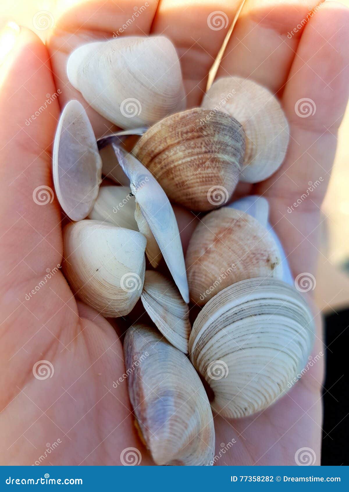 Shell stock photo. Image of heart, clouds, hand, give - 77358282
