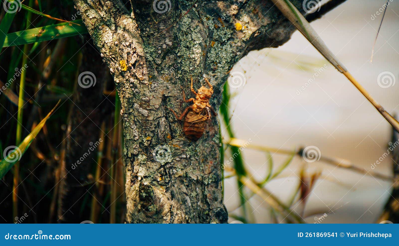 Insect larva stock image. Image of sunlight, forest - 261869541