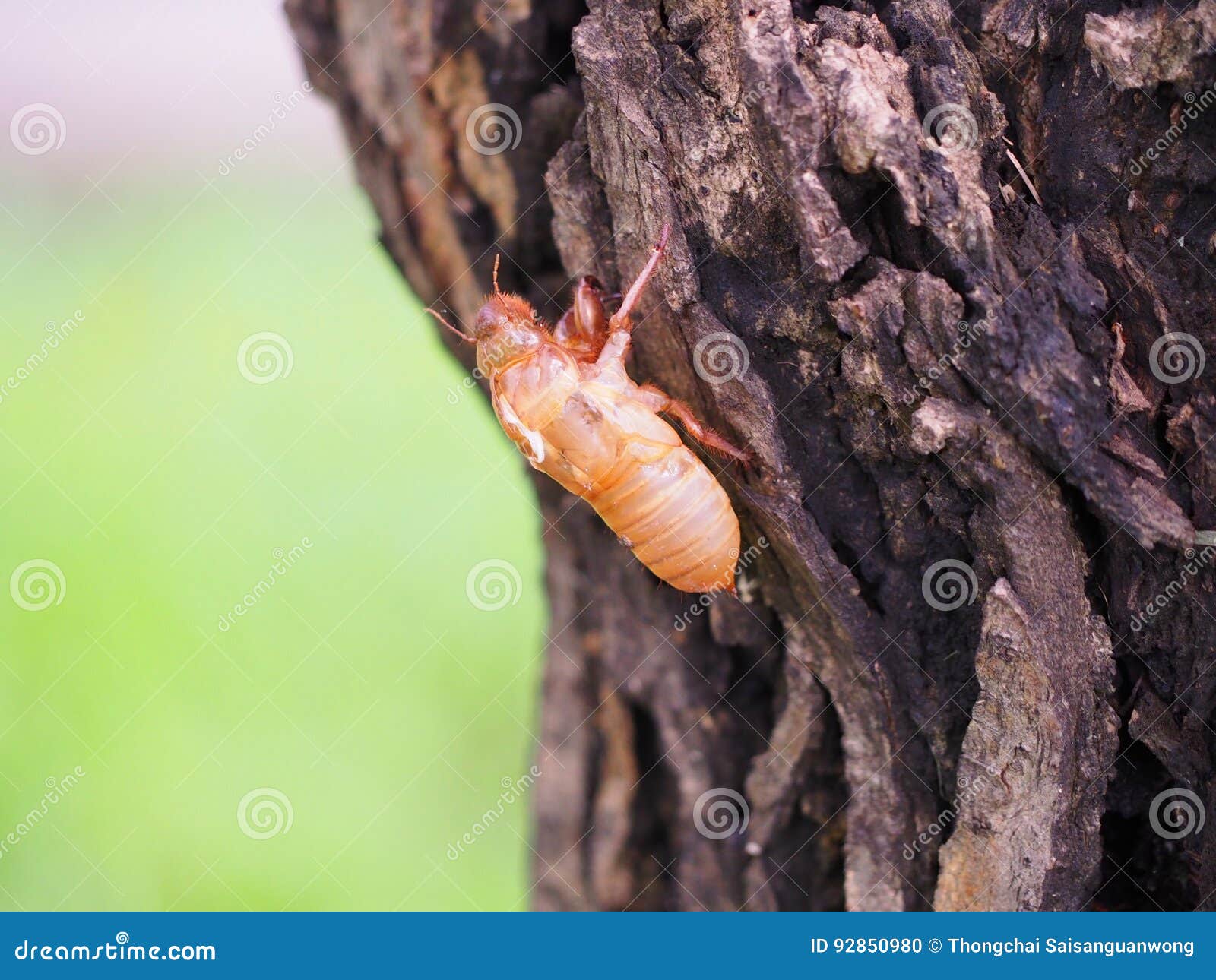 Shell stock photo. Image of animal, molt, thailand, cicadidae - 92850980