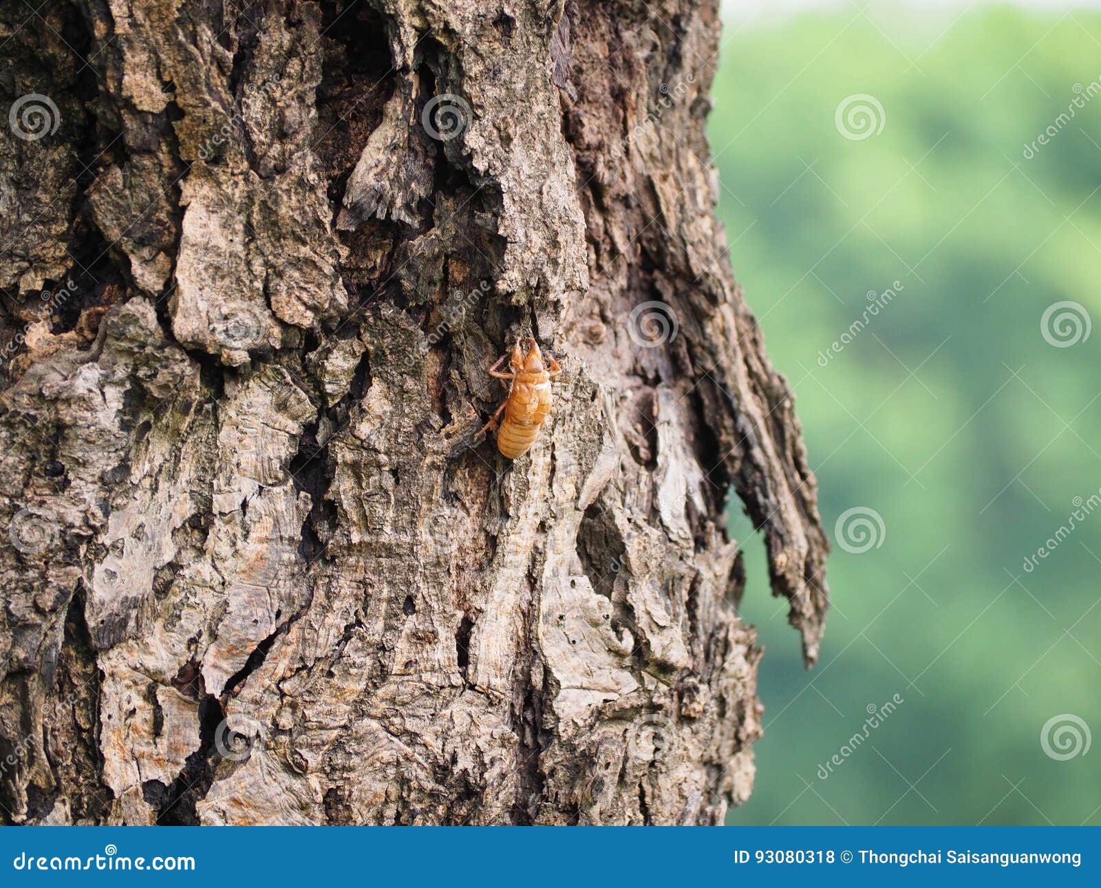 Shell of insect on tree stock photo. Image of metamorphosis - 93080318