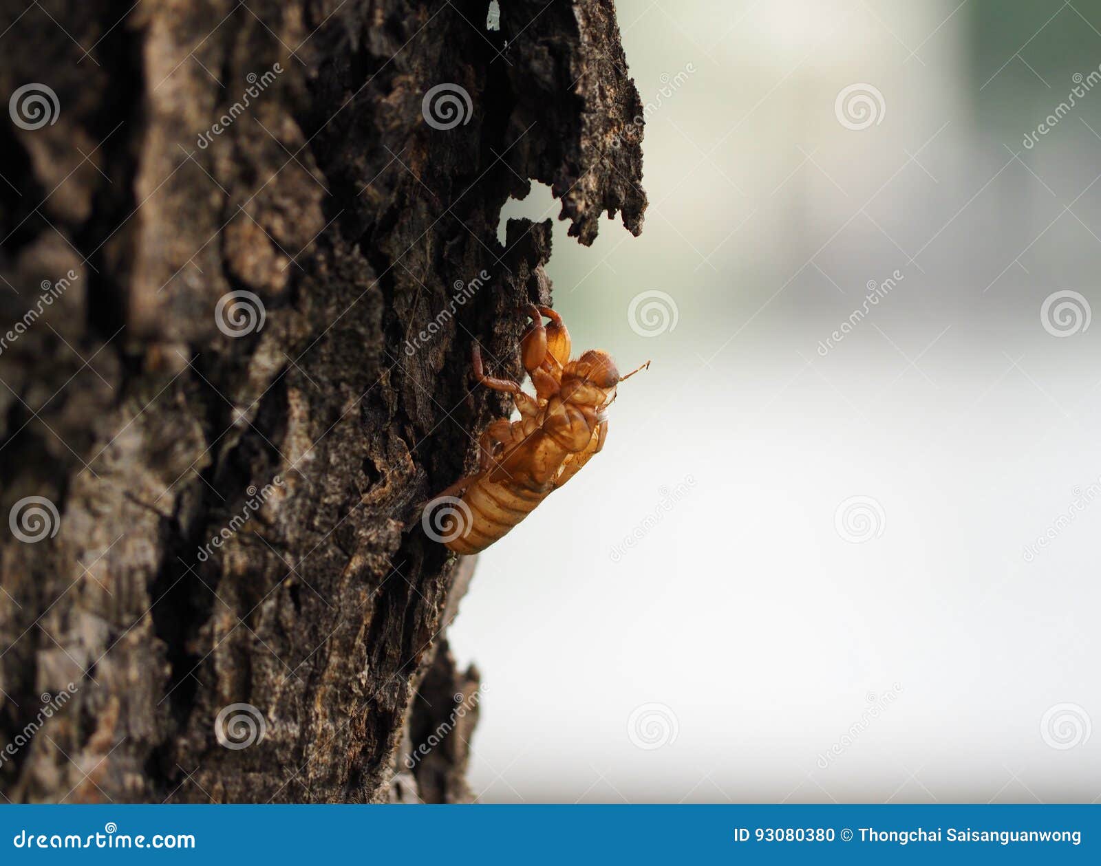 Shell of insect on tree stock photo. Image of molting - 93080380