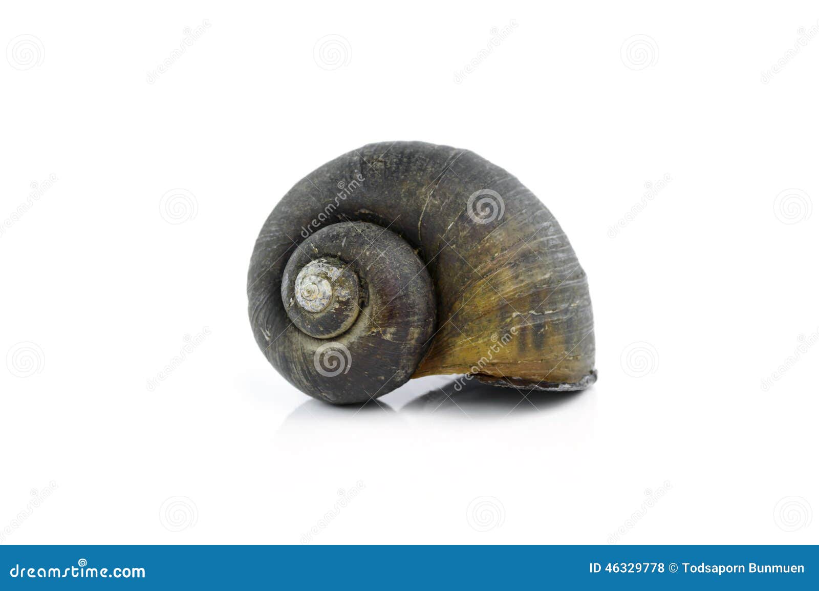 Shell Isolate on White Background Stock Photo - Image of decoration ...