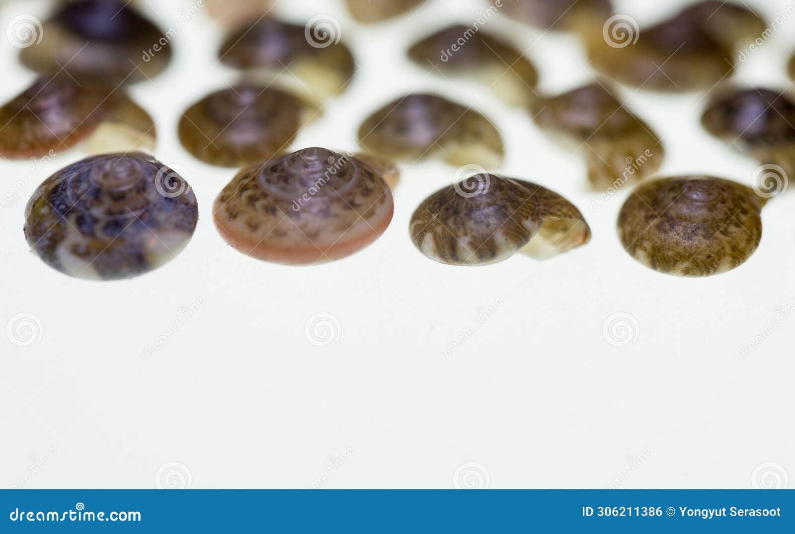 Shell with Isolated Backdrop Stock Photo - Image of nature, composition ...