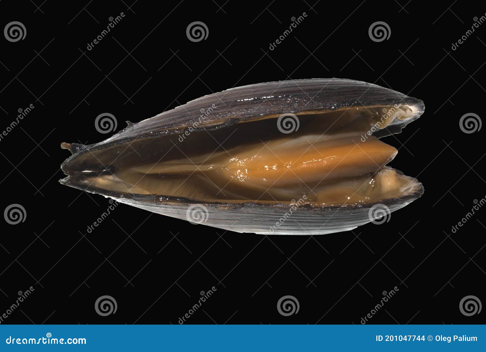 Shell Isolated on Black Background Stock Photo - Image of detail ...