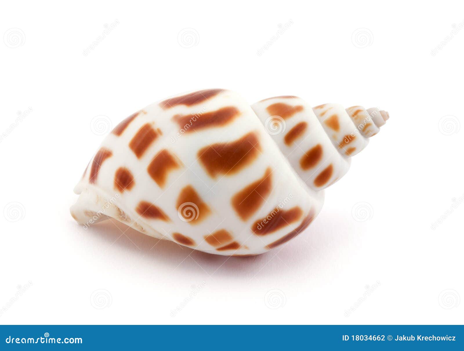 Sea Shell Isolated In Black,Marine Sea Shell In A Studio Setting ...