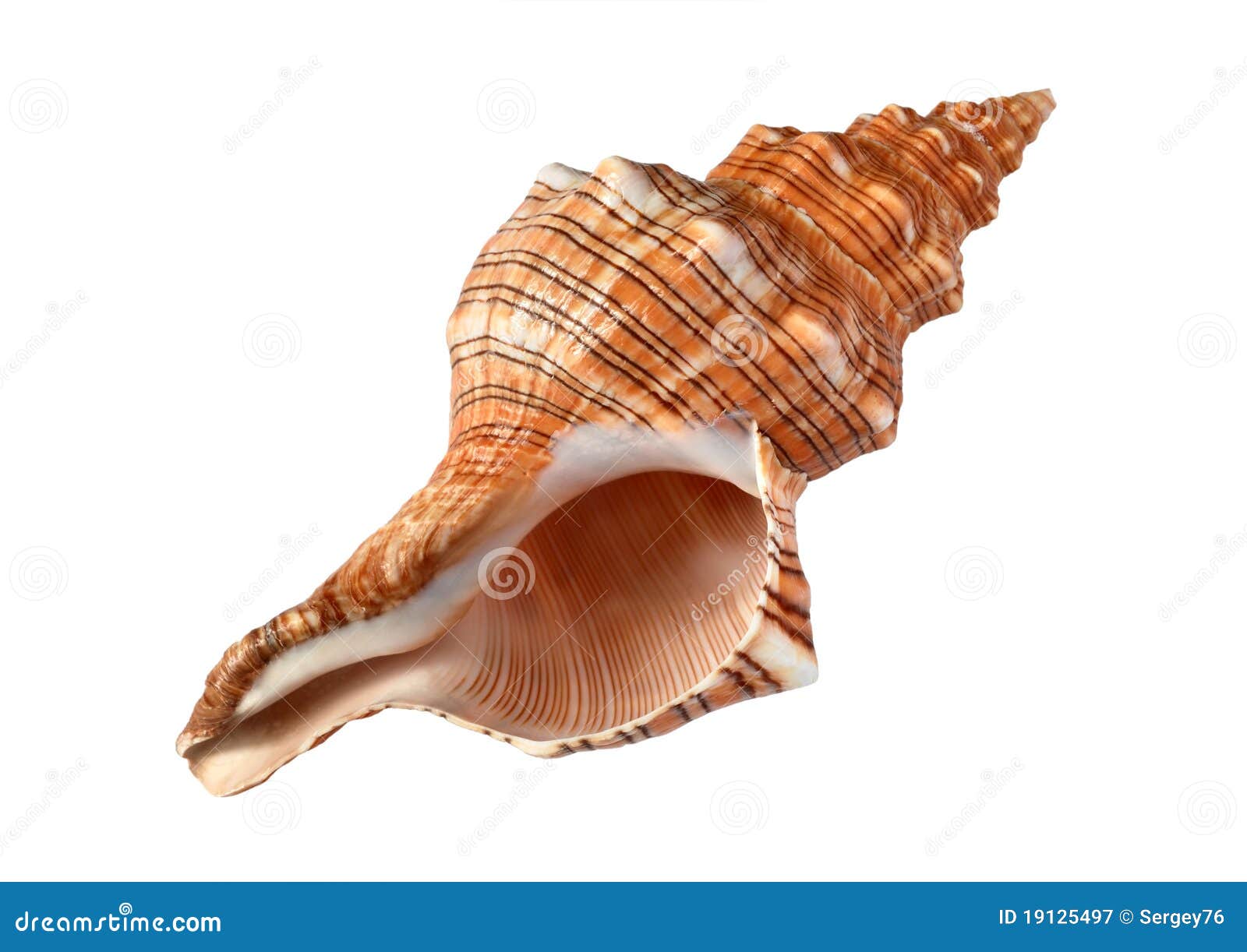 Shell isolated on white stock image. Image of isolated - 19125497