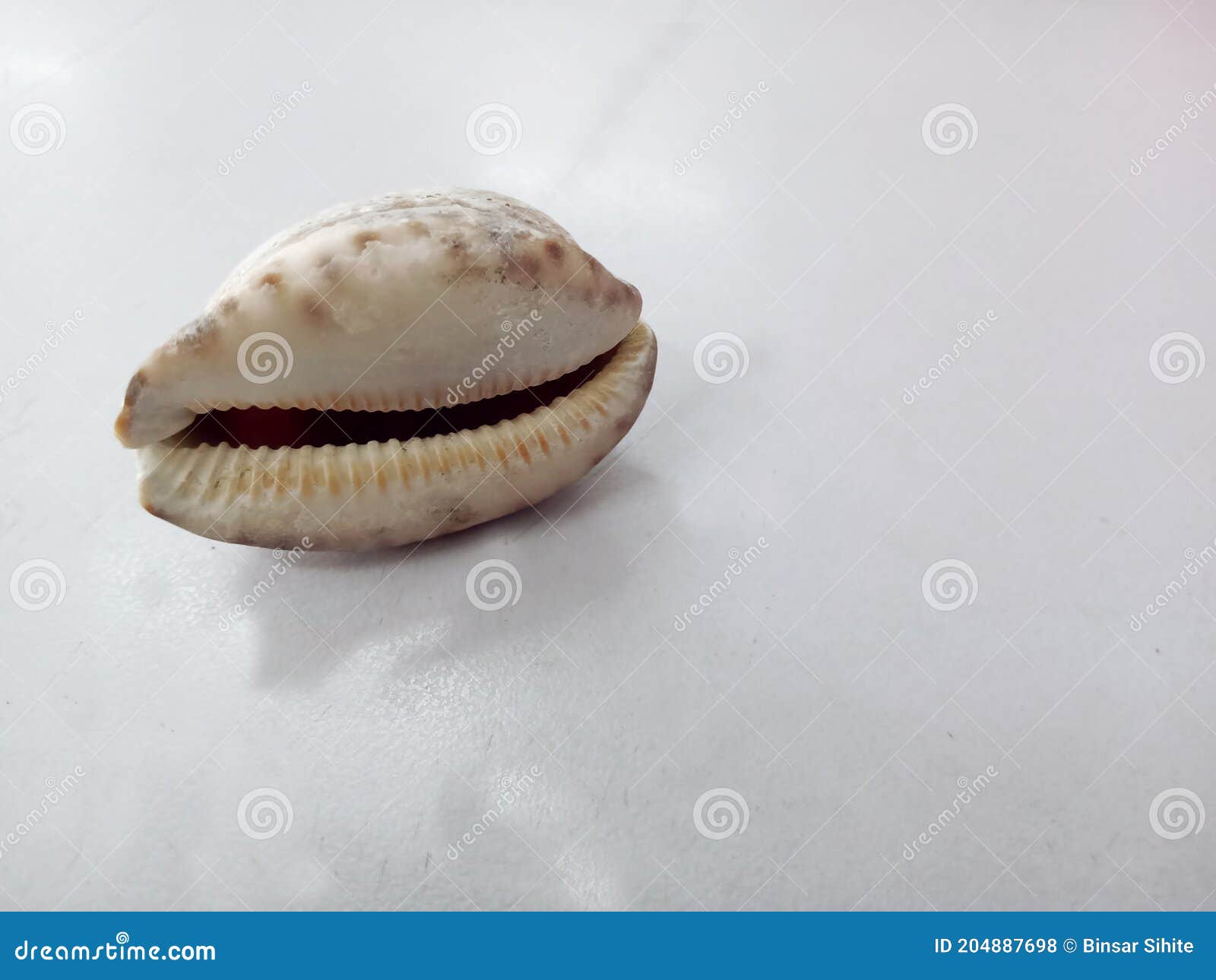 A Shell isolated in white stock photo. Image of shells - 204887698