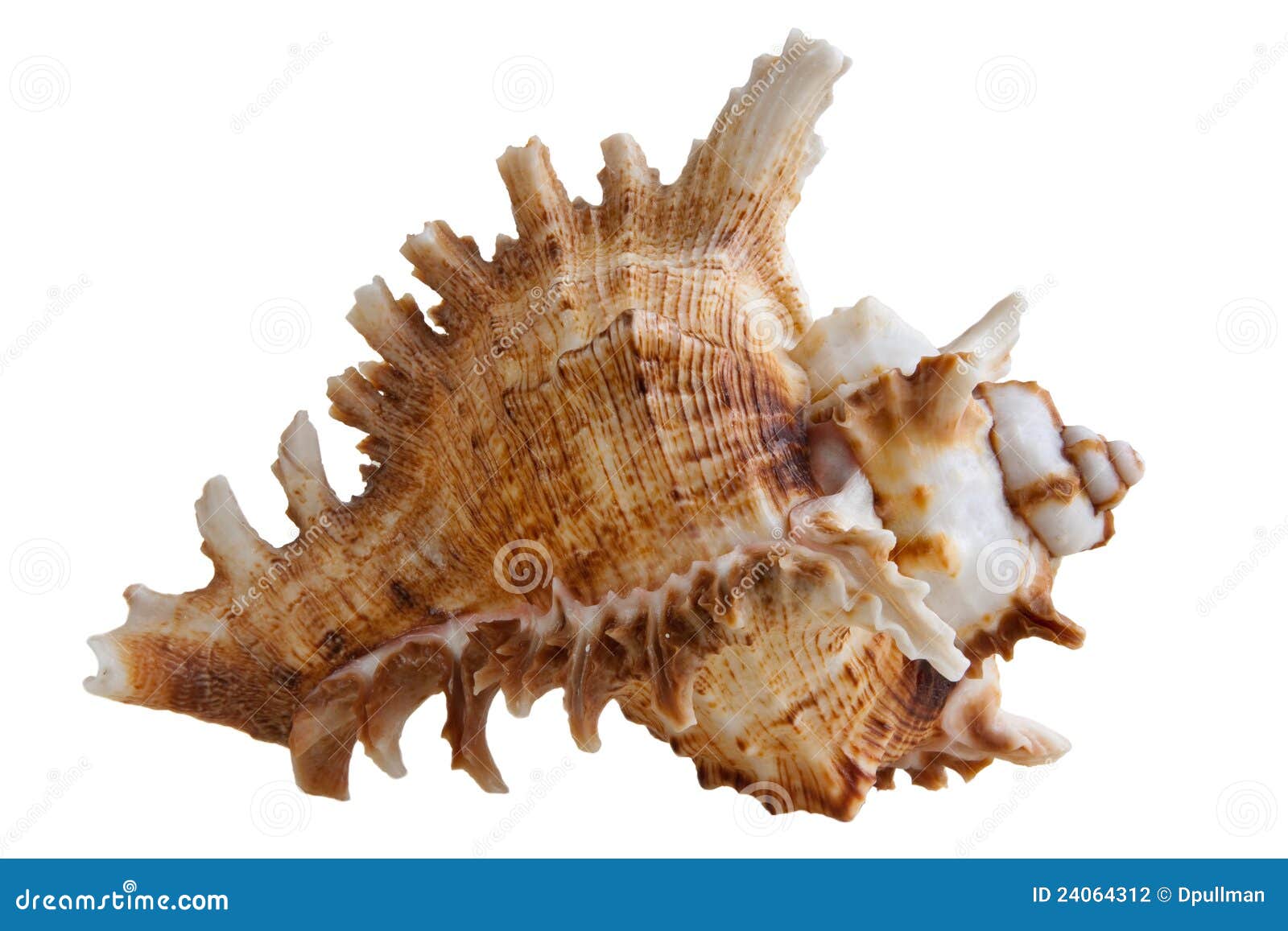 Shell isolated on white stock photo. Image of conch, beach - 24064312