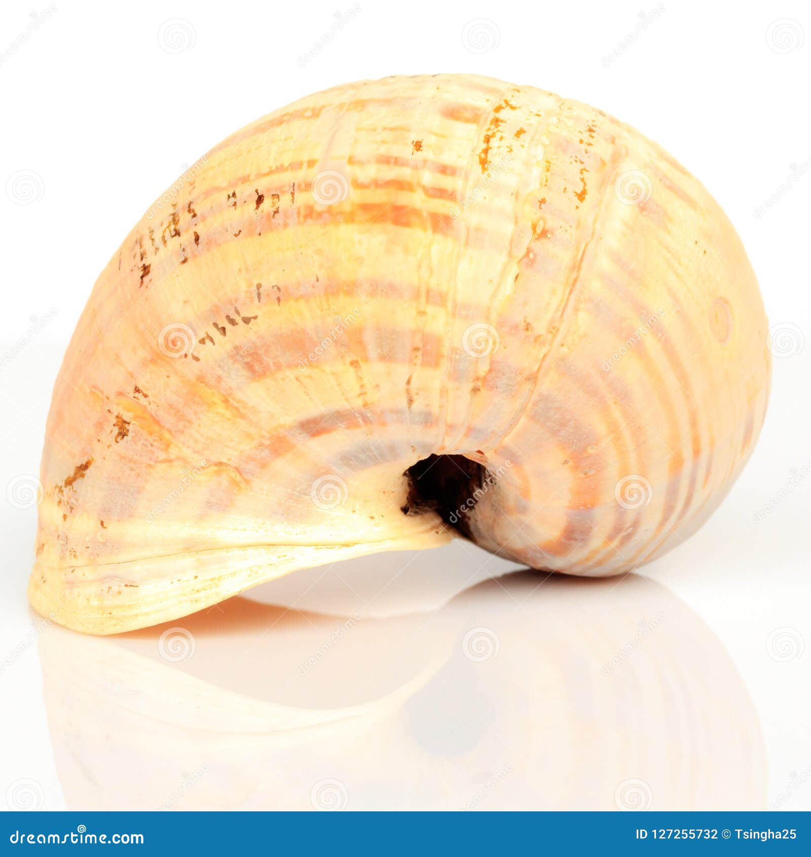 Shell Isolated on White Background. Stock Photo - Image of curve, conch ...
