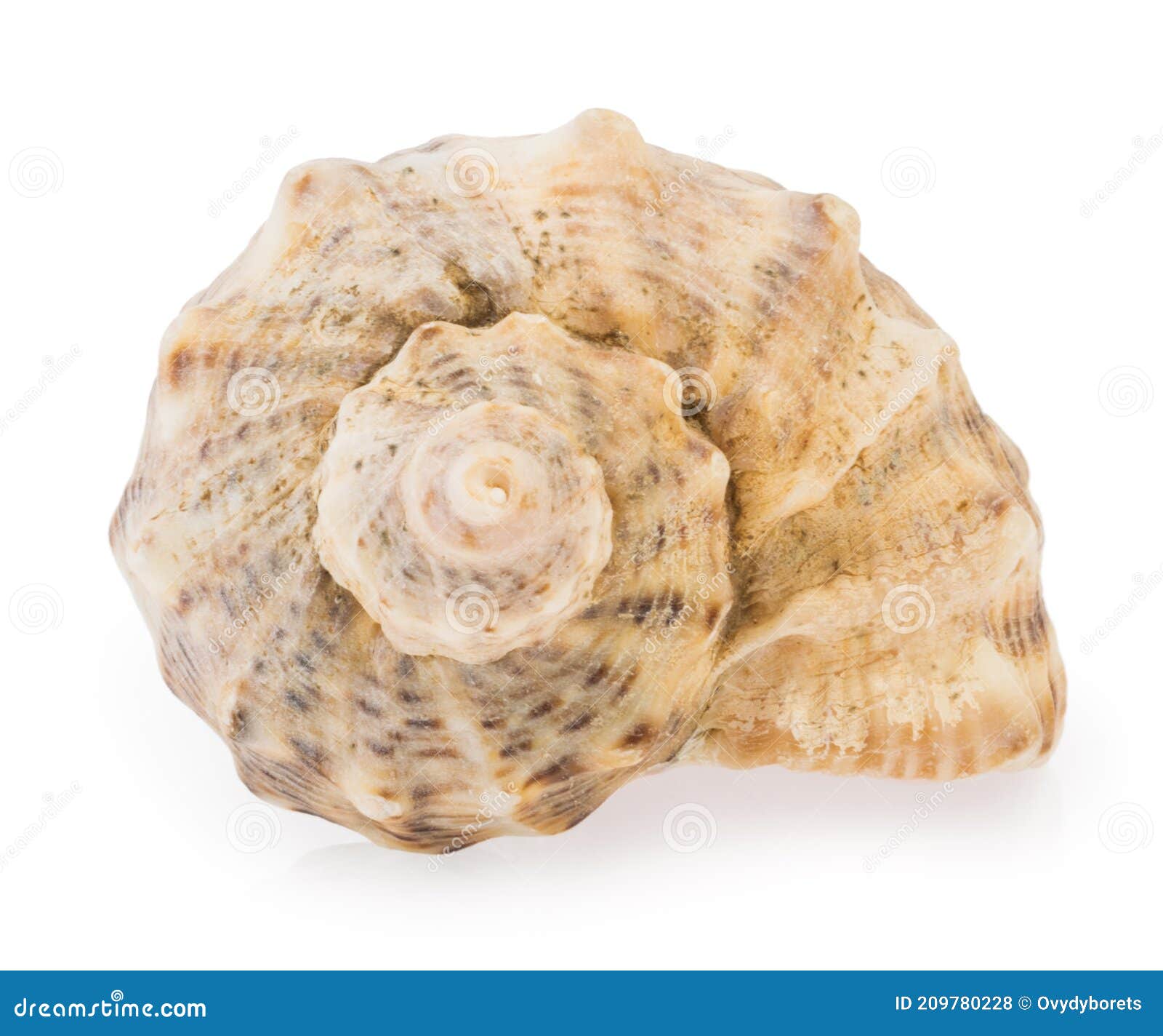 Shell Isolated on White Background Clipping Path Stock Photo - Image of ...