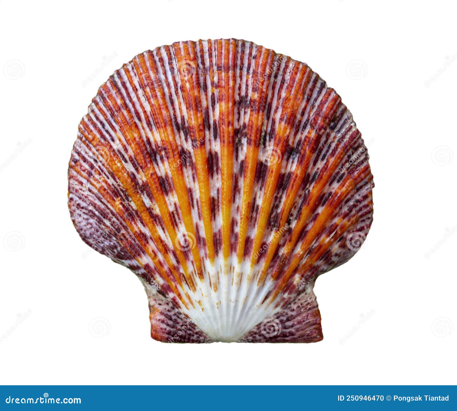 Shell Isolated on White Background with Clipping Path Stock Photo ...