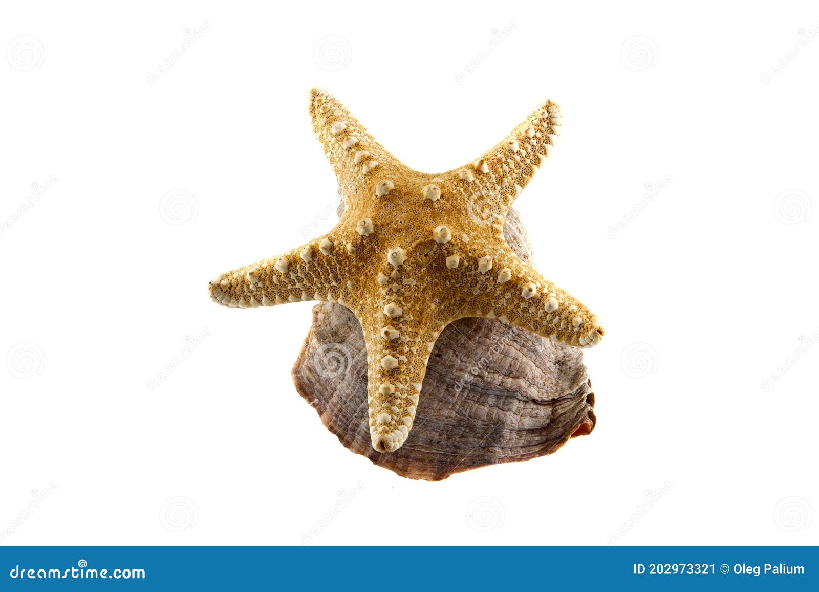 Shell Isolated on White Background Stock Image - Image of crustacean ...