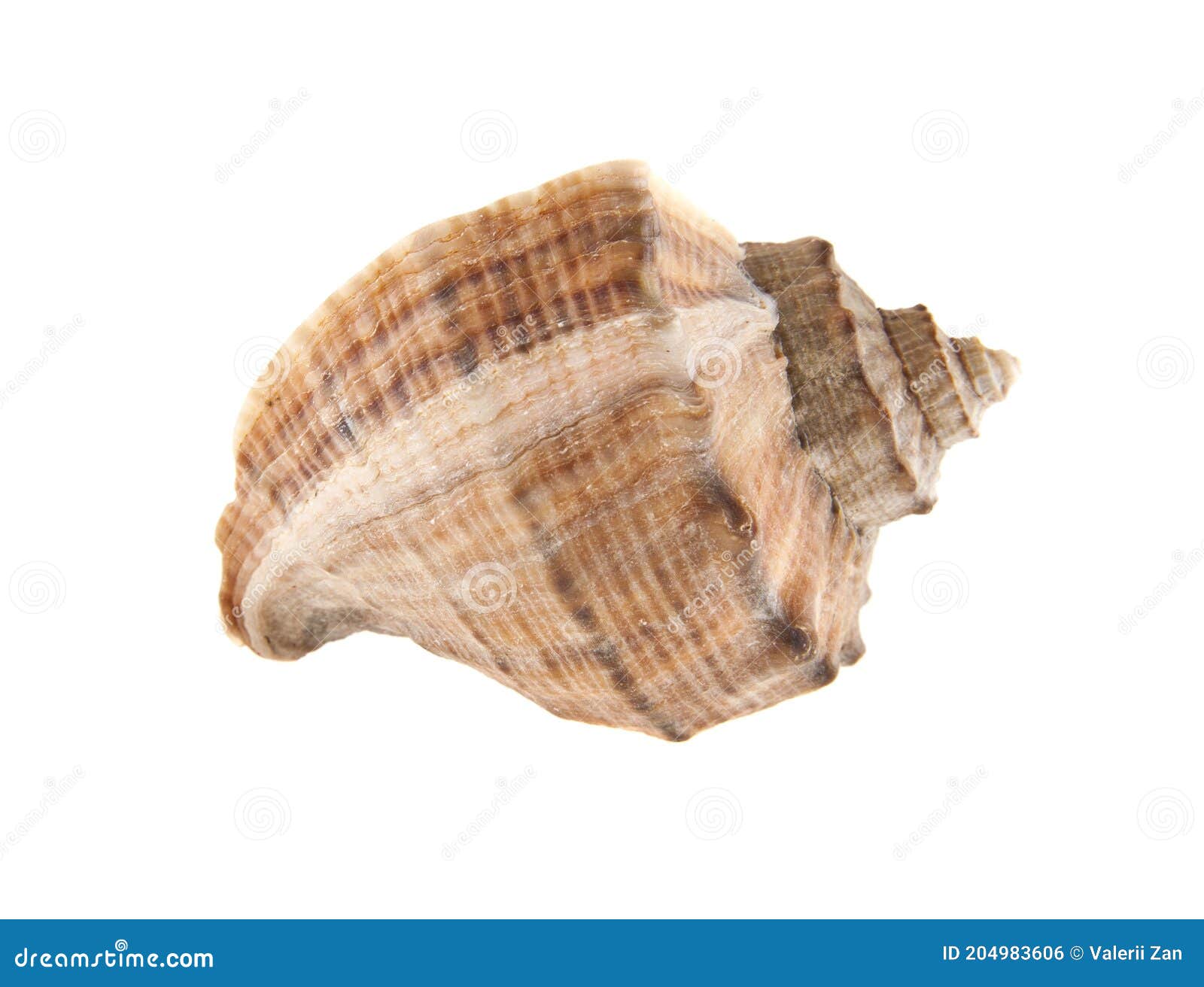 Shell isolated on white stock photo. Image of radial - 204983606