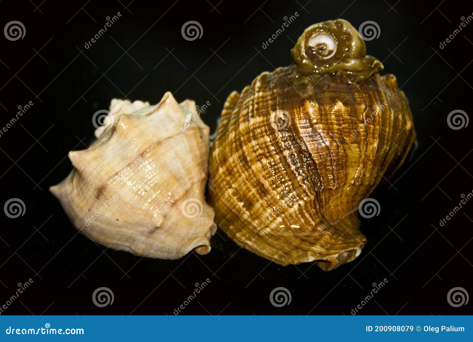 Shell Isolated on White Background Stock Image - Image of seashells ...