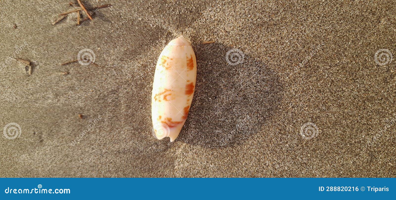 Shell in Kuta Beach,BALI,INDONESIA Stock Photo - Image of shell, kuta ...