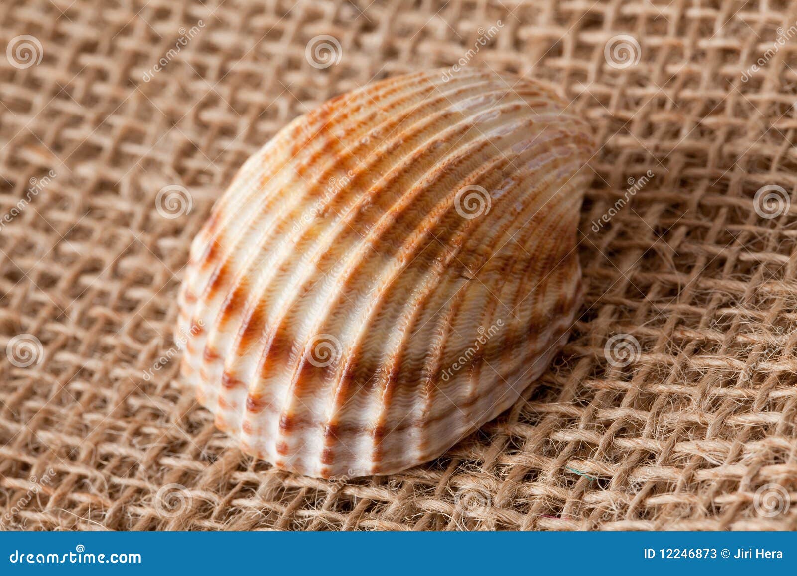 Shell laing on jute stock image. Image of background - 12246873