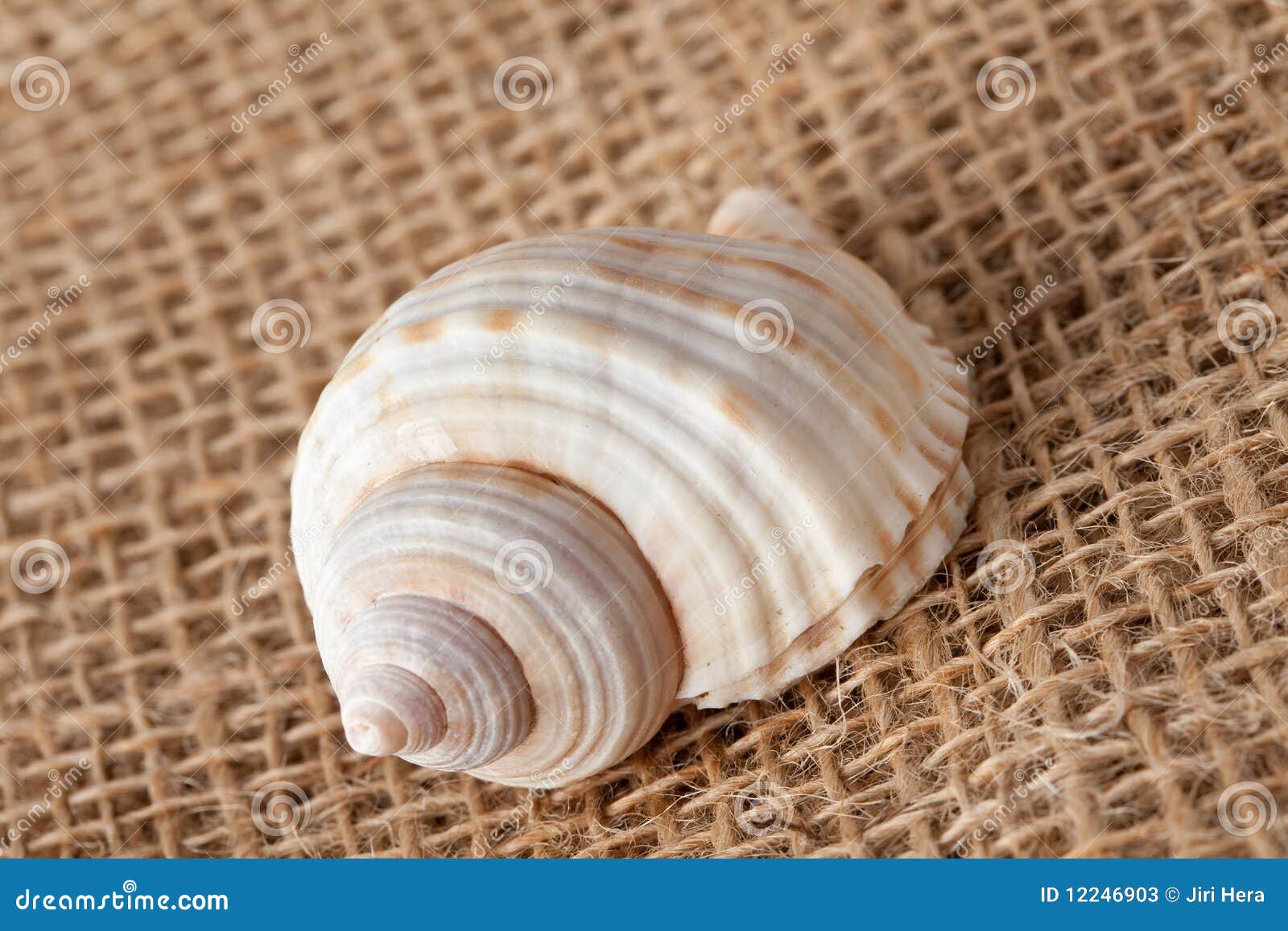 Shell laing on jute stock image. Image of relaxing, macro - 12246903