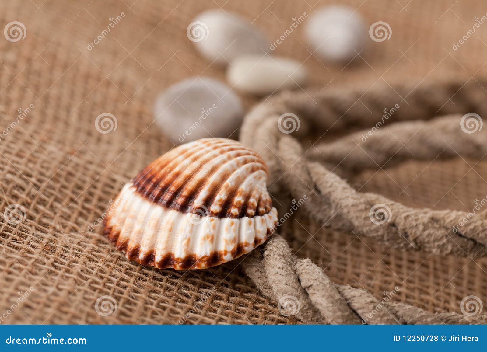 Shell laing on jute stock photo. Image of closeup, abstract - 12250728
