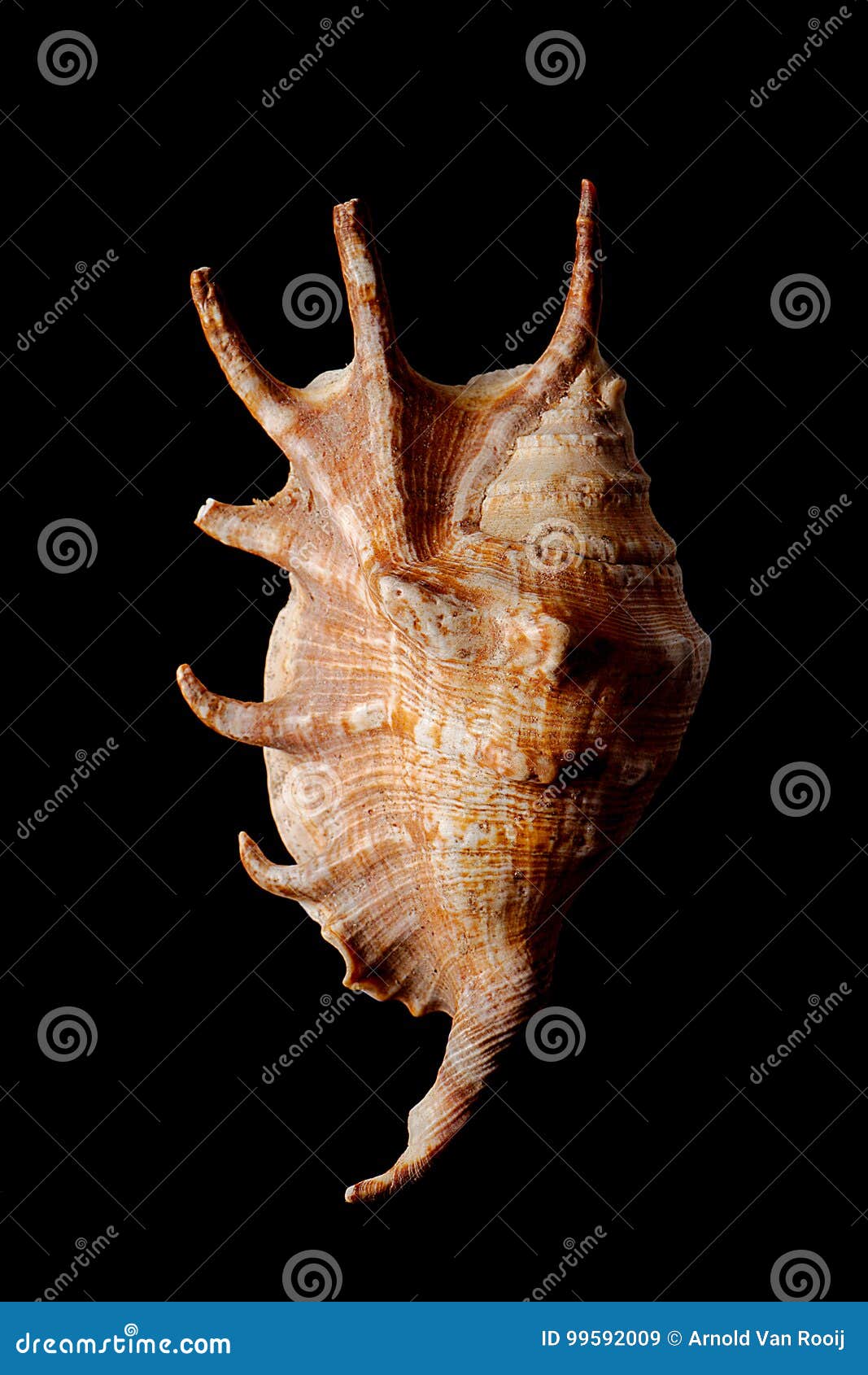 Shell - Lambis Lambis Adamii Stock Image - Image of black, flash: 99592009