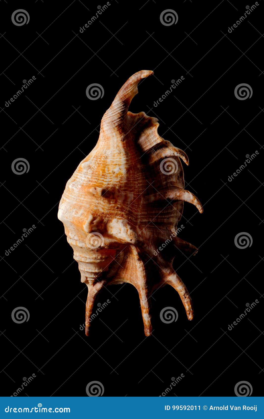 Shell - Lambis Lambis Adamii Stock Image - Image of shell, yellow: 99592011