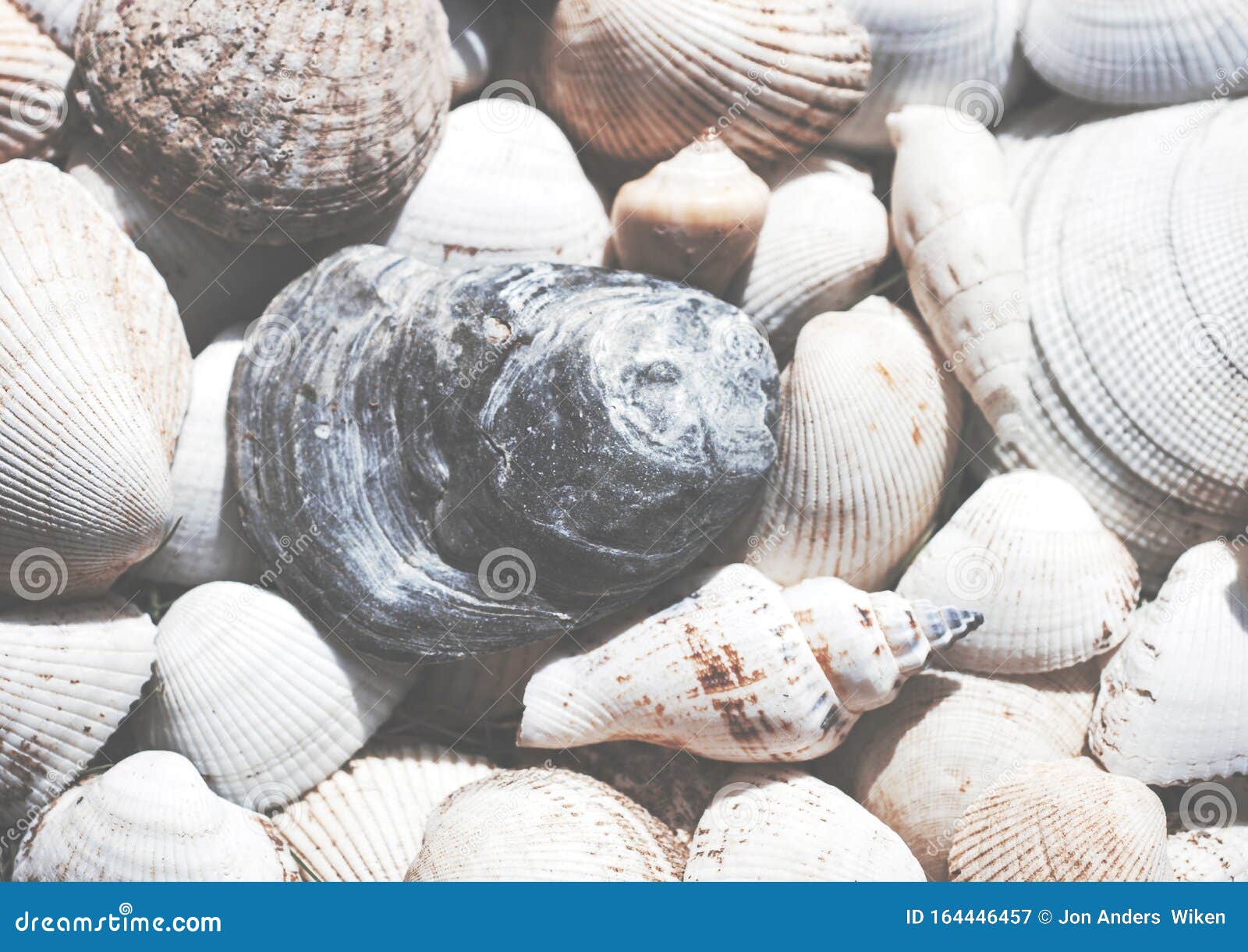 Shell Laying Next To Each Other on a Beach. Stock Image - Image of ...