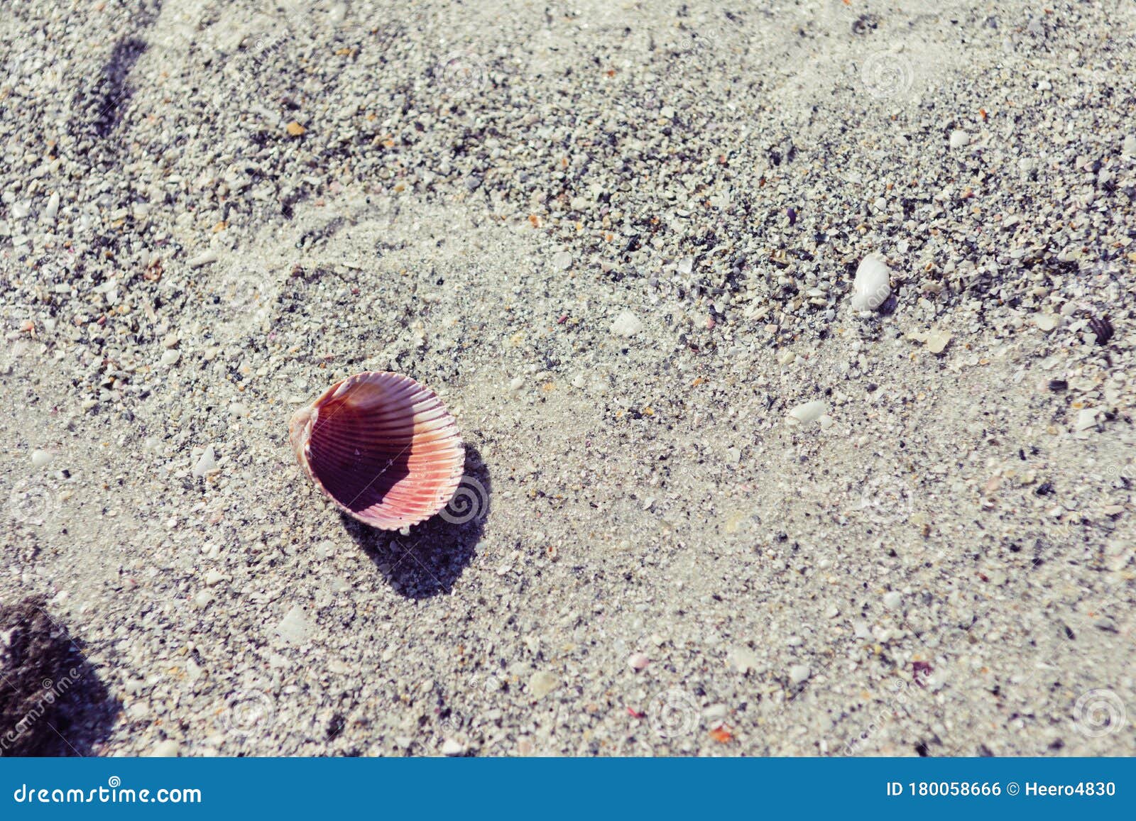 A shell laying on the sand stock photo. Image of marine - 180058666
