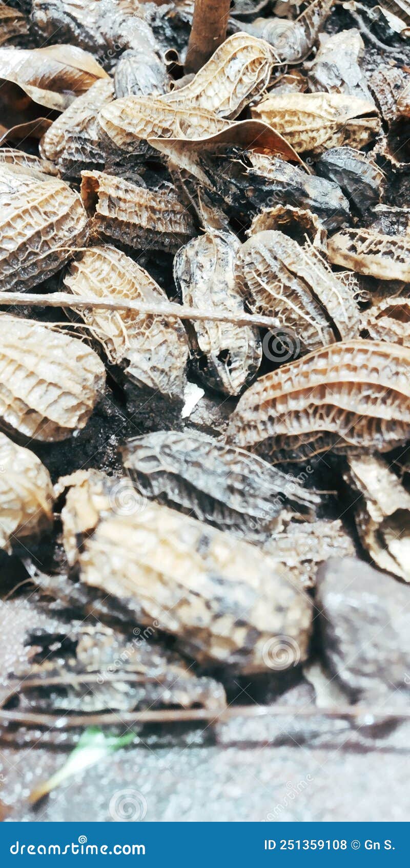 Nut shell scraps stock photo. Image of plant, peanuts - 251359108