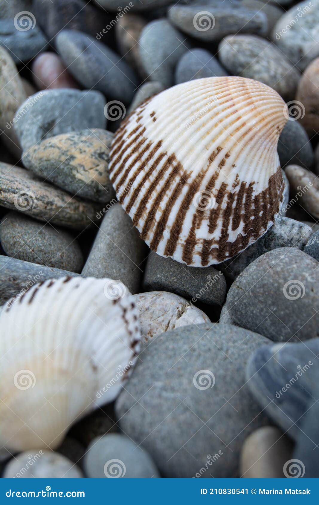 The Shell Lies on a Pebble. Pebbles of Different Colors and Sizes Stock ...