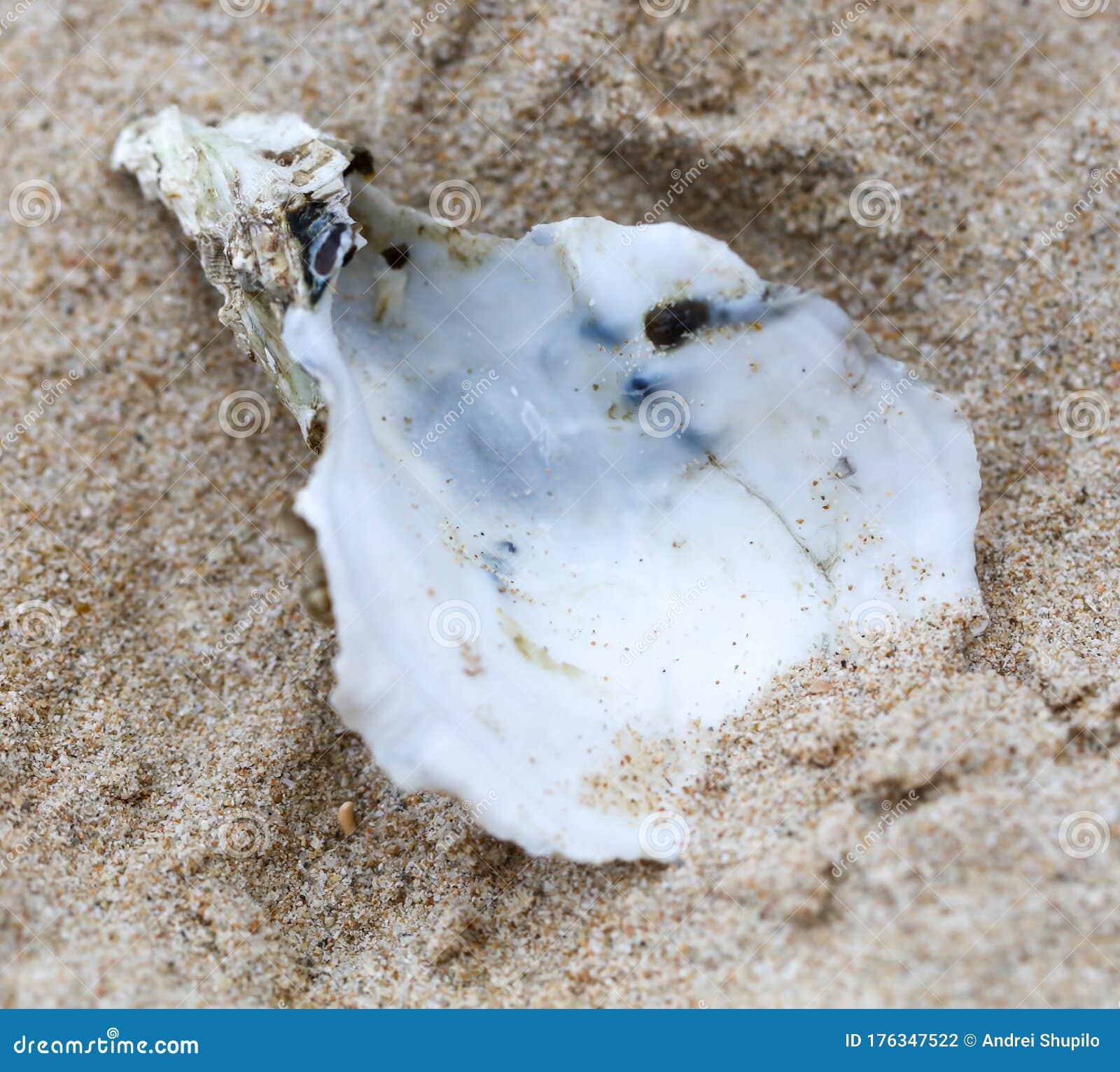 A shell lies on the sand stock photo. Image of tropical - 176347522