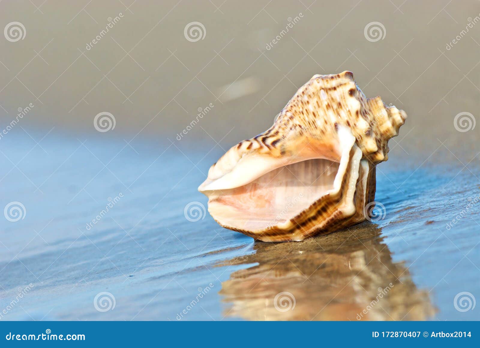 The Shell Lies on the Seashore Stock Image - Image of object, mermaid ...