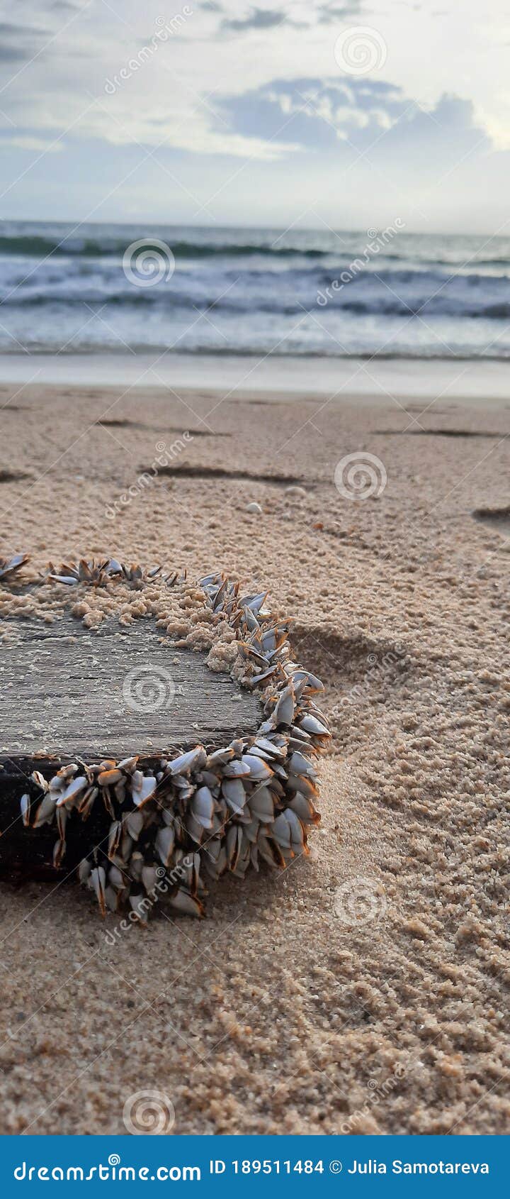 Shell life after Storm stock photo. Image of asia, rock - 189511484