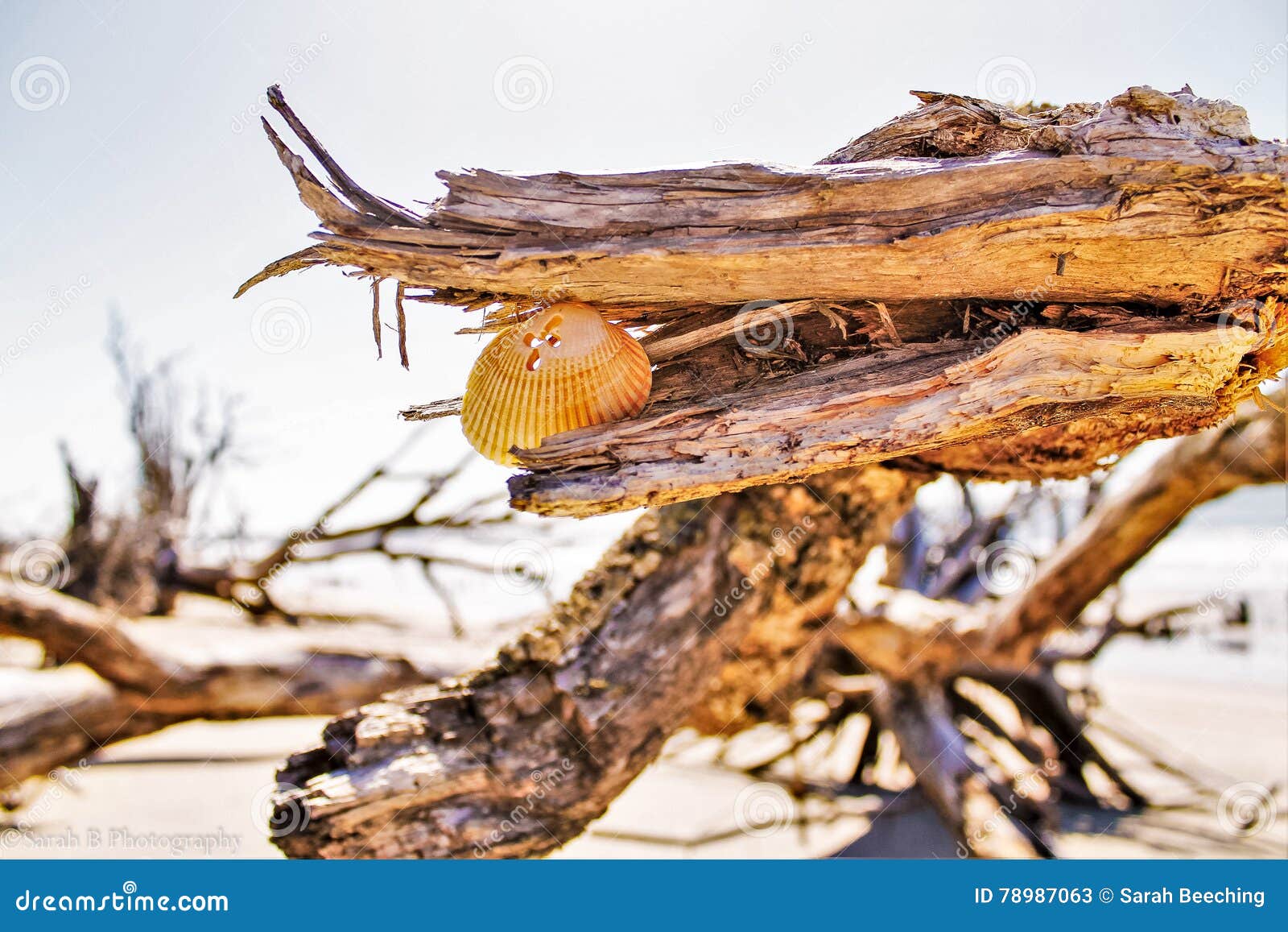 Shell Life stock image. Image of tree, wood, seascape - 78987063