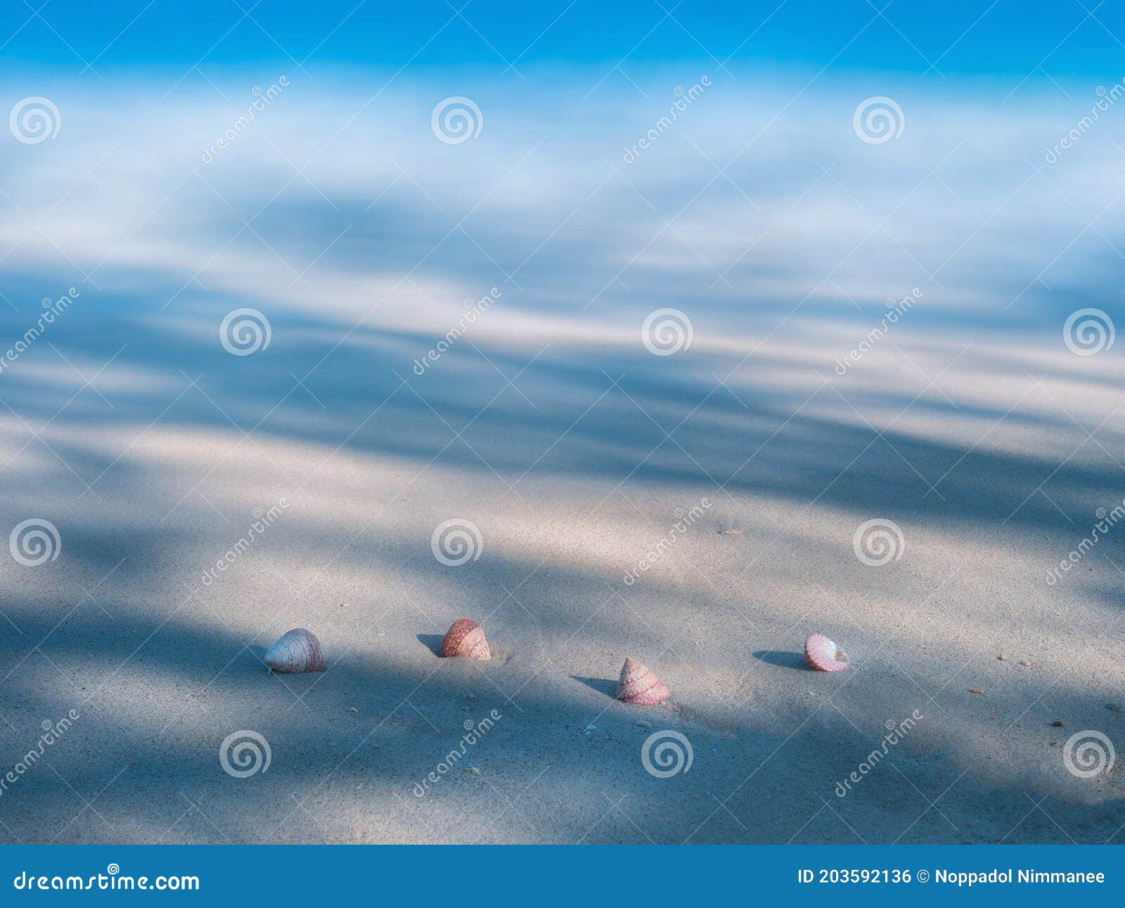 Shell in Light and Shadow on a White Sand Beach Stock Photo - Image of ...