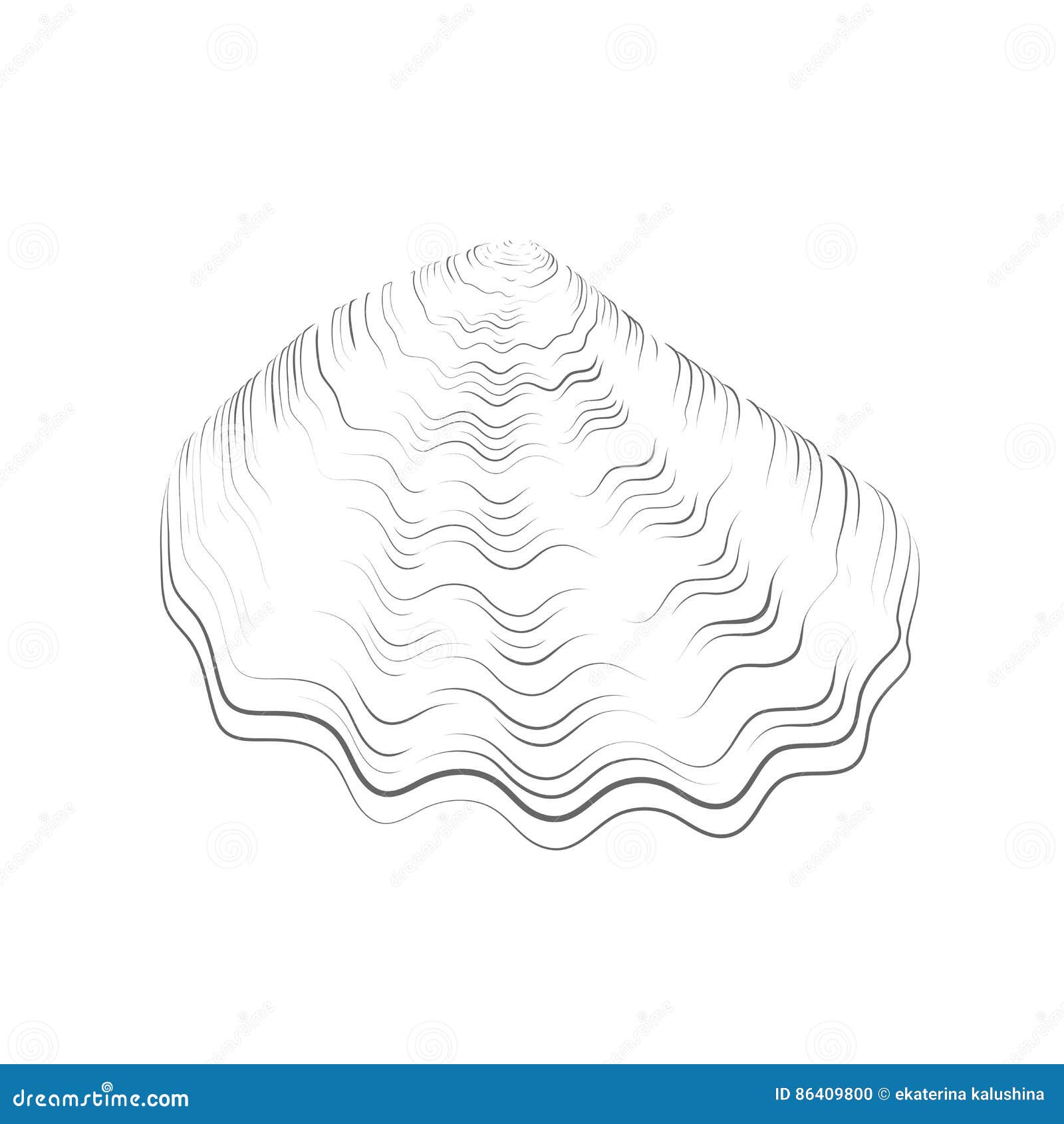 Shell stock illustration. Illustration of outline, etude - 86409800
