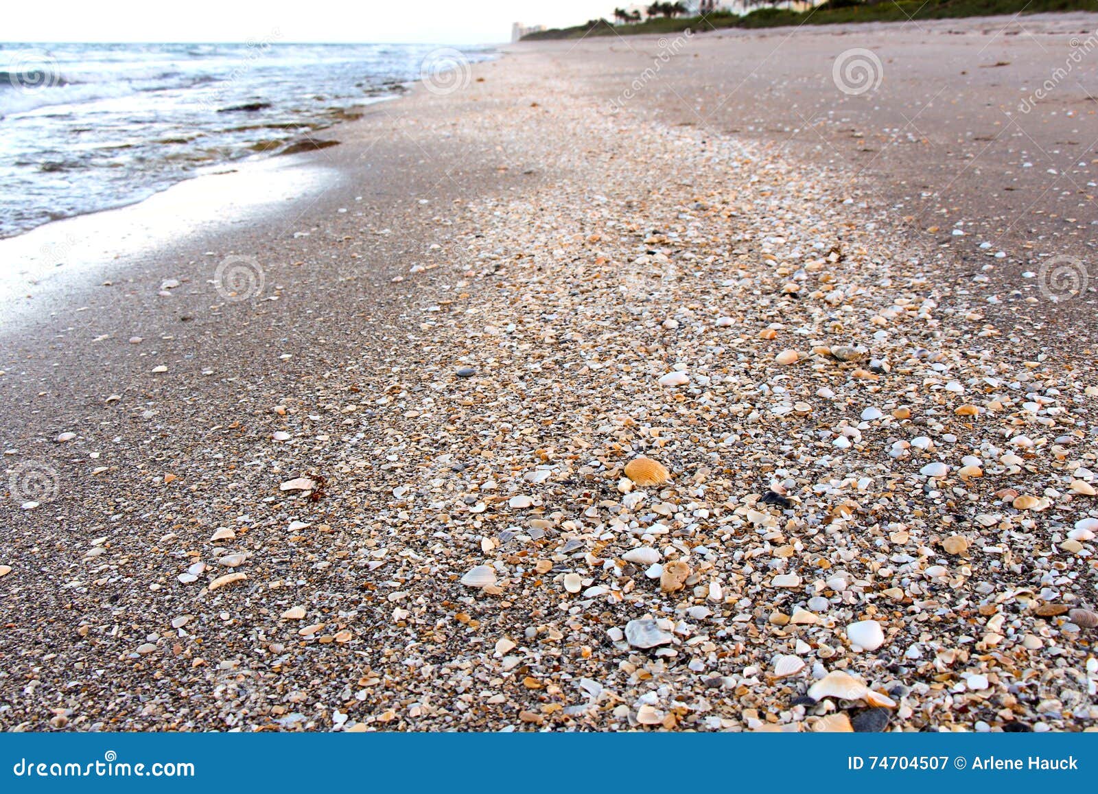 Shell line stock image. Image of sundown, sand, waves - 74704507
