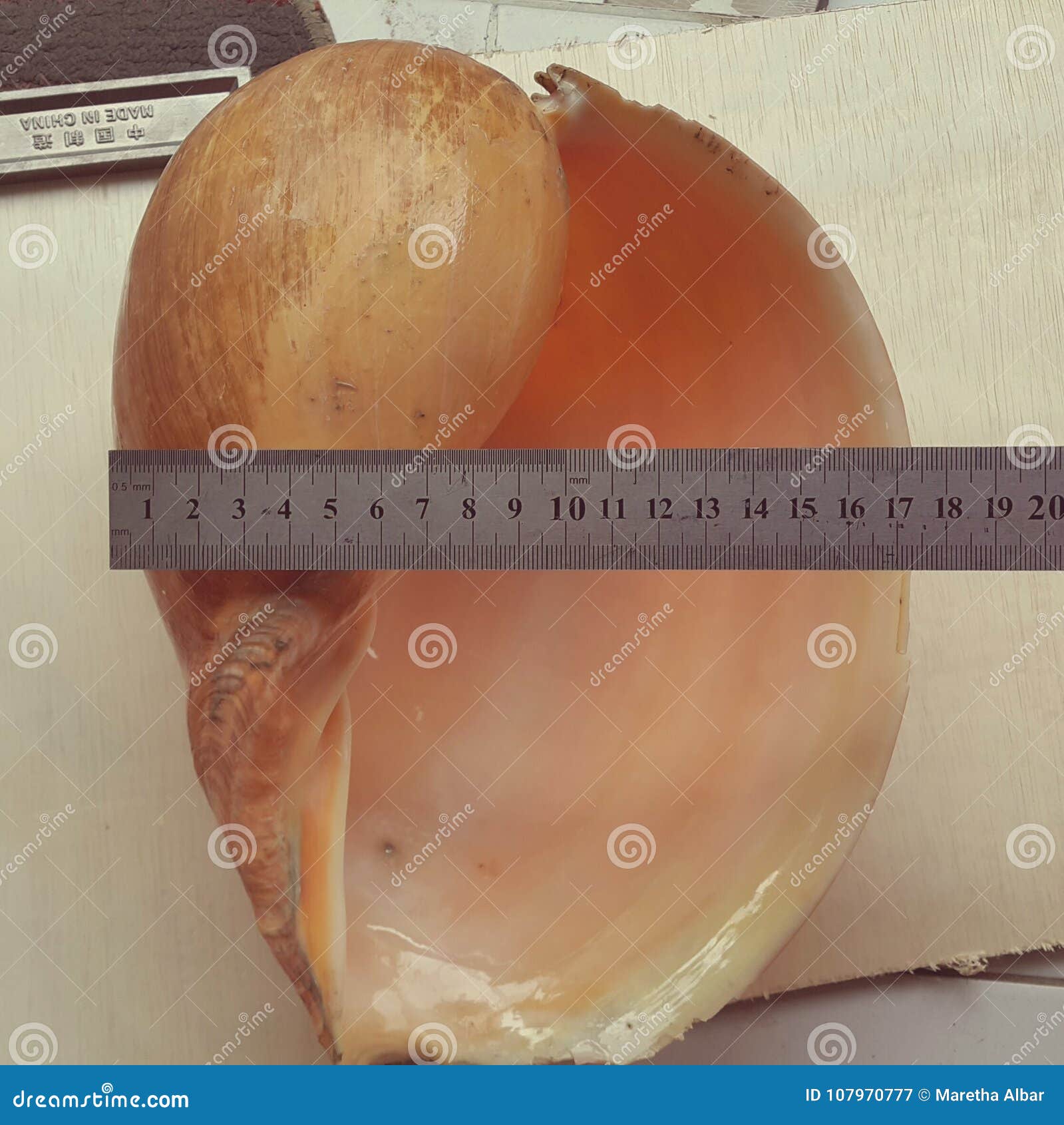 Shell stock image. Image of great, liner, shell, amazing - 107970777
