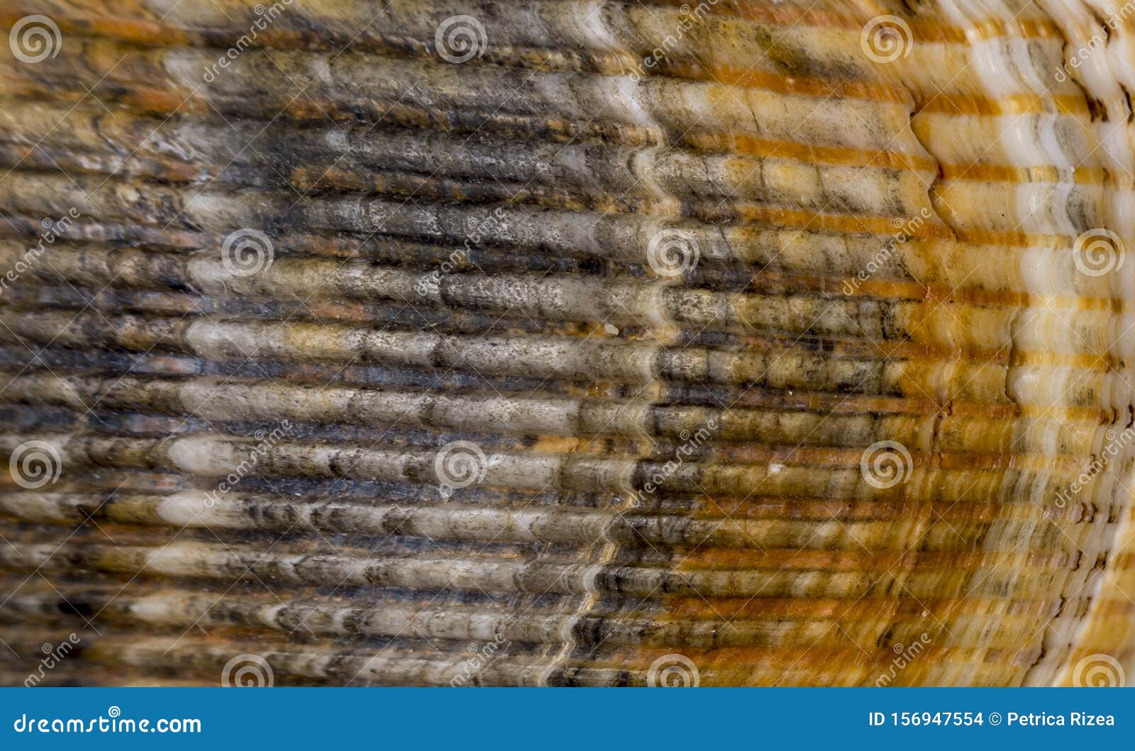 Shell Lines Pattern. Abstract Texture, Summer Background Stock Photo ...
