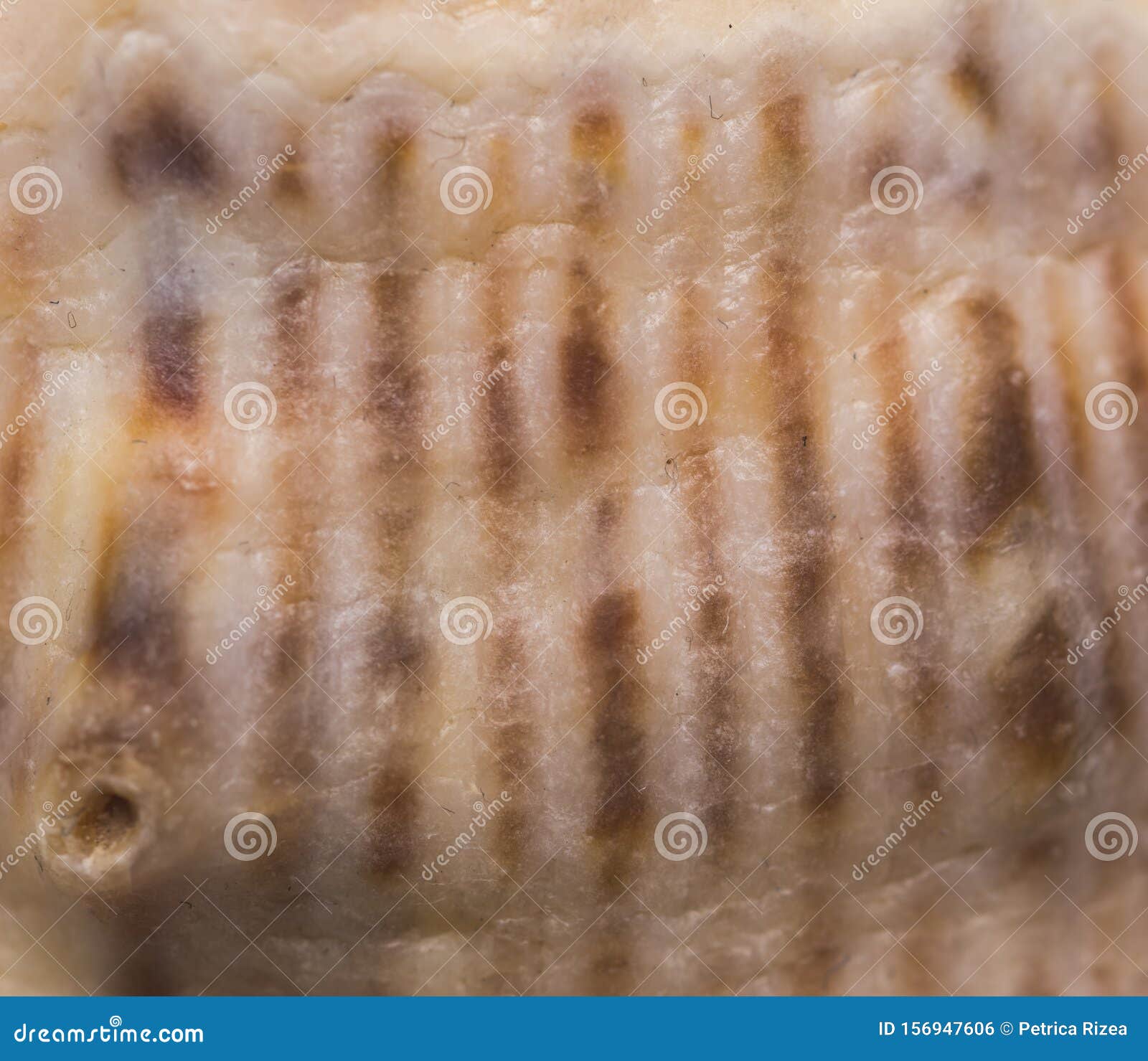 Shell Lines Pattern. Abstract Texture, Summer Background Stock Photo ...
