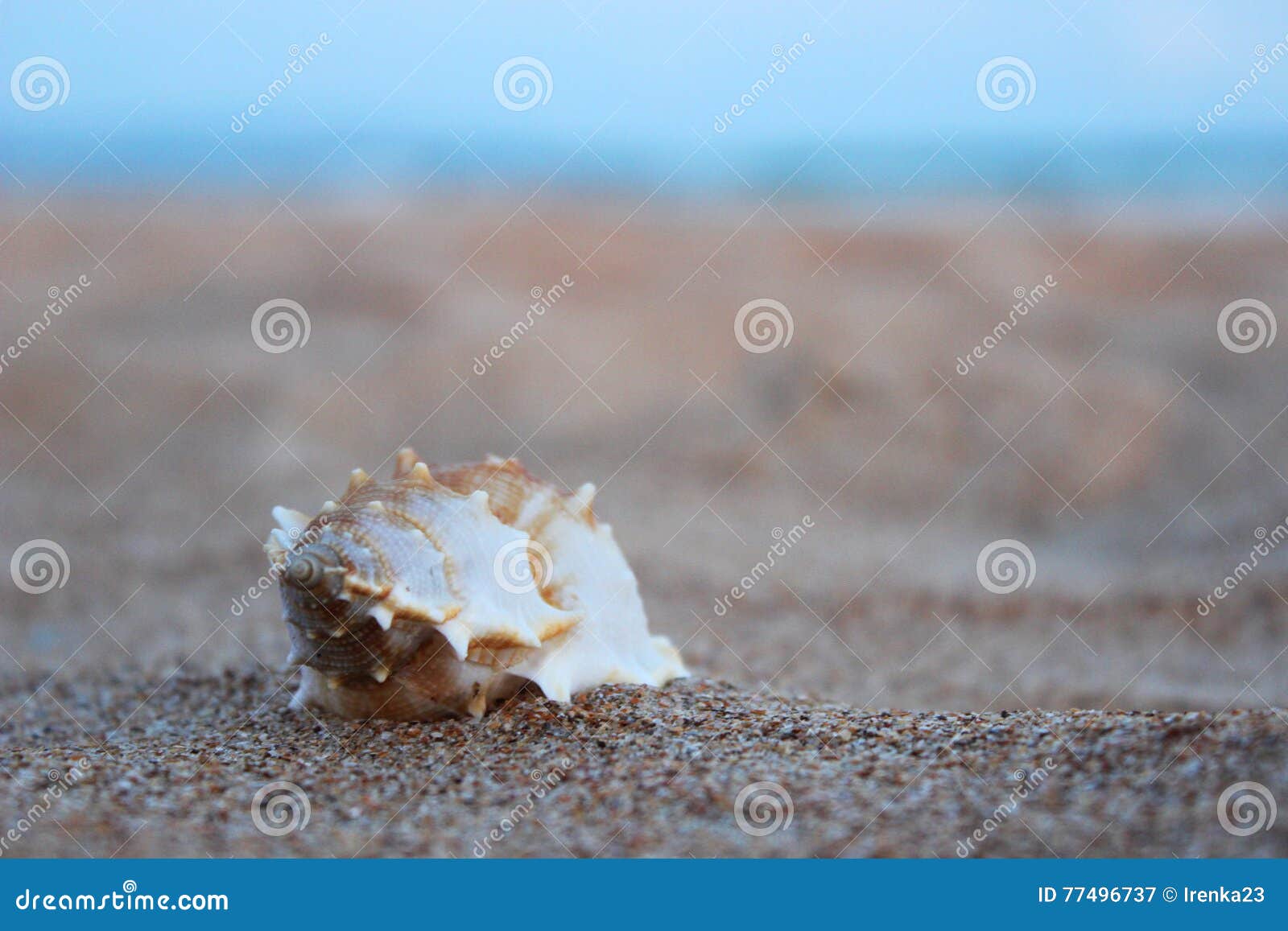 Shell. stock image. Image of sunshine, pretty, shell - 77496737